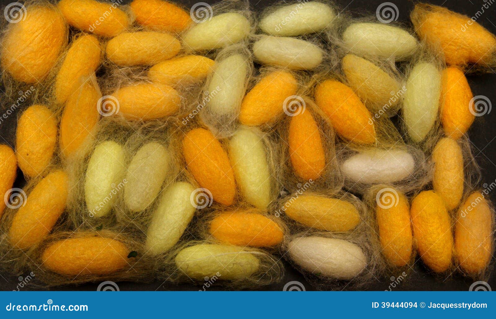 Cocoons stock photo. Image of cocoons, spin, silkworm - 39444094