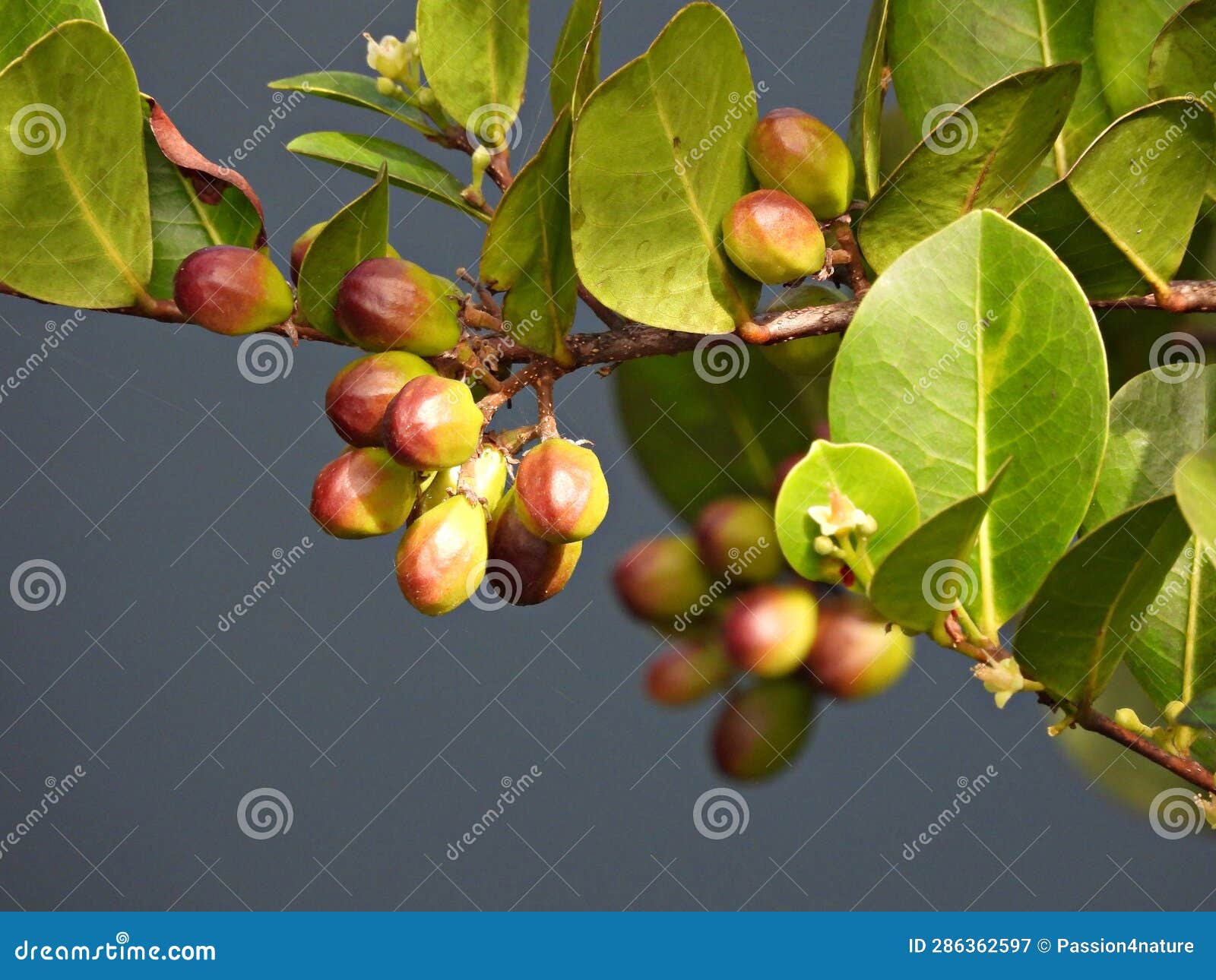 Cocoplum (Chrysobalanus Icaco) Stock Image - Image of berries, shrub ...