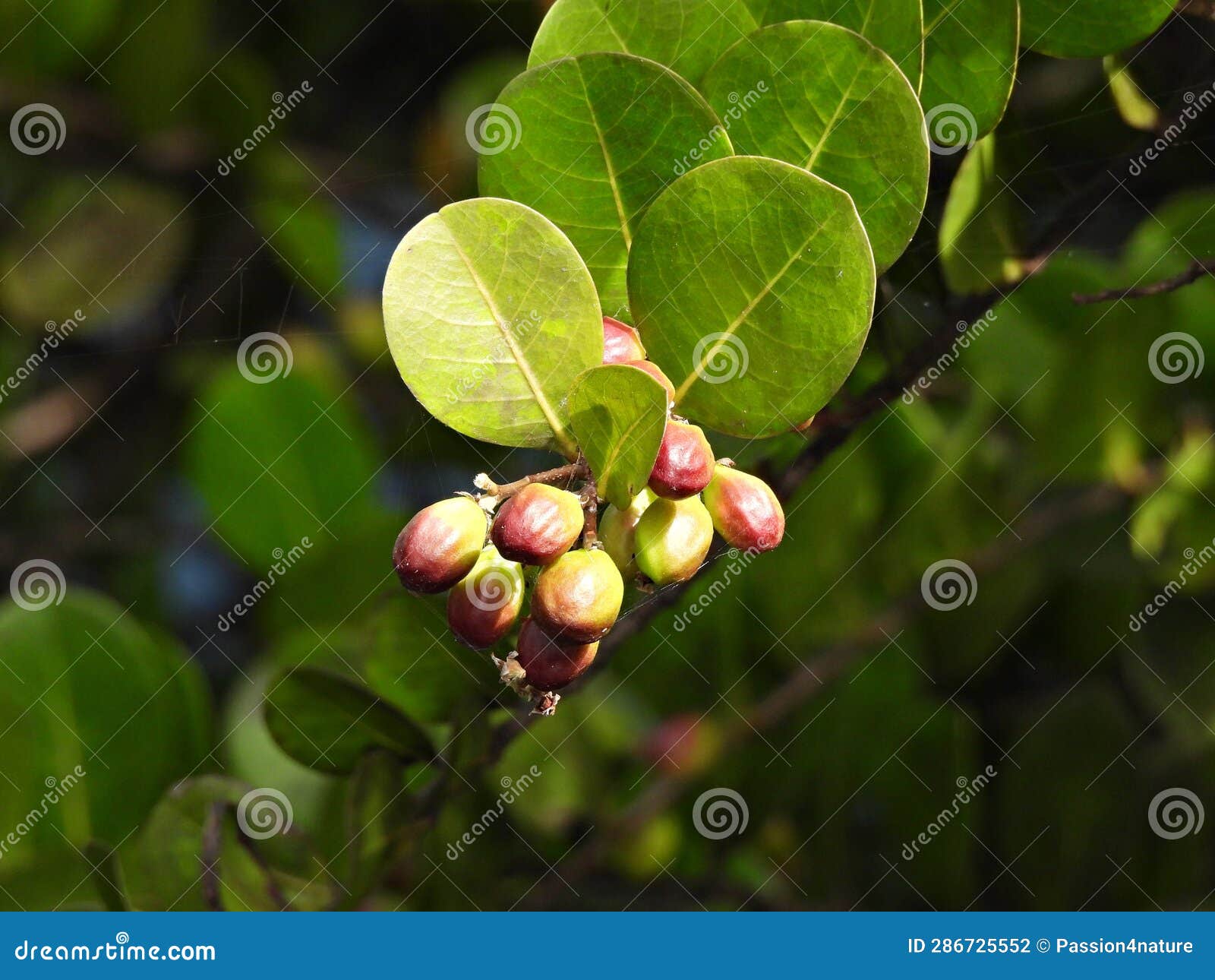 Cocoplum (Chrysobalanus Icaco) Stock Photo - Image of florida, seeds ...