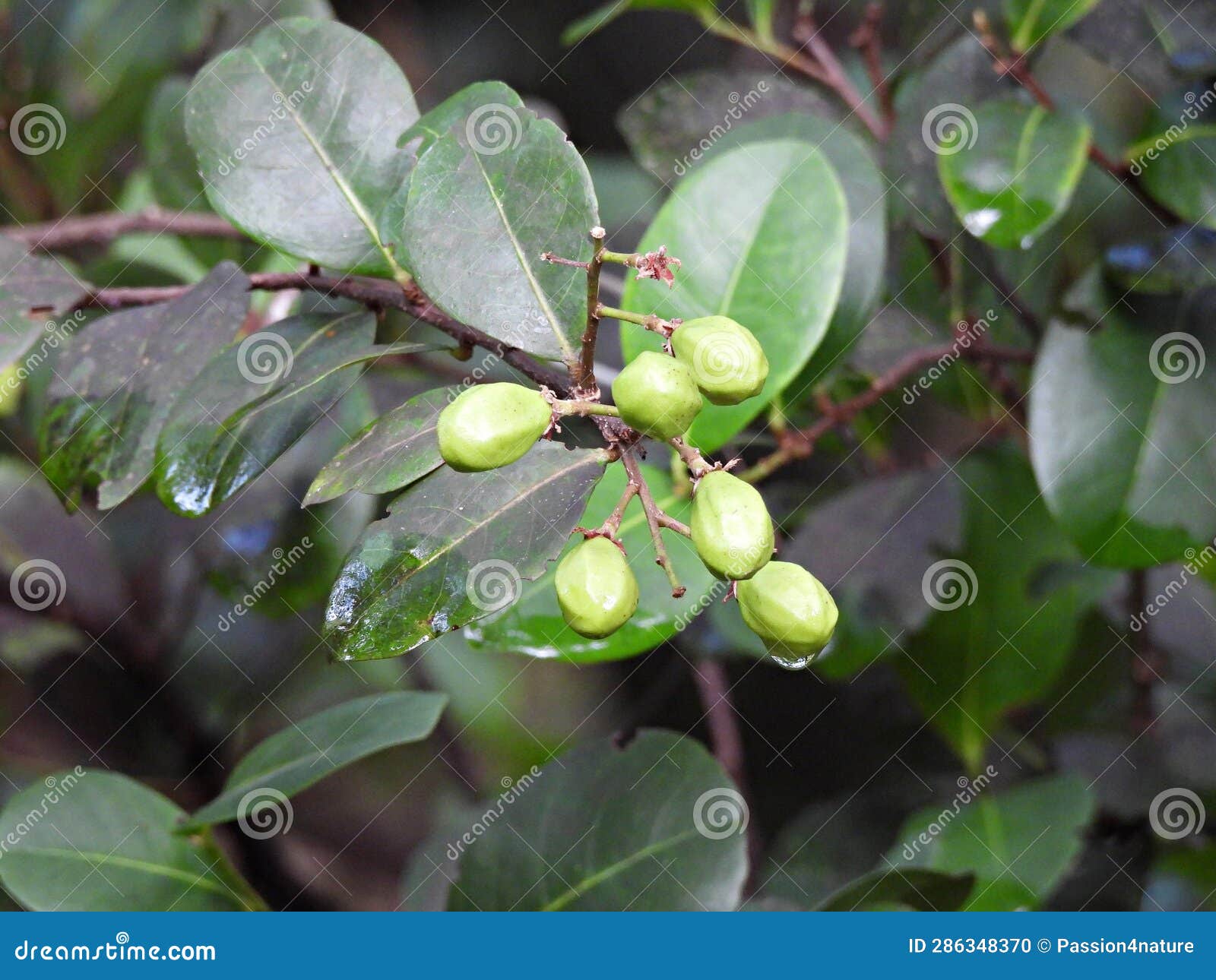 Cocoplum (Chrysobalanus Icaco) Stock Photo - Image of chrysobalanus ...