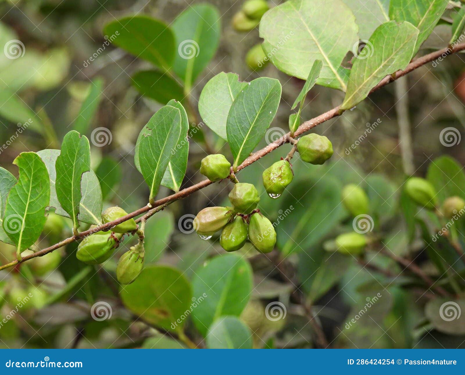 Cocoplum (Chrysobalanus Icaco) Stock Photo - Image of chrysobalanus ...