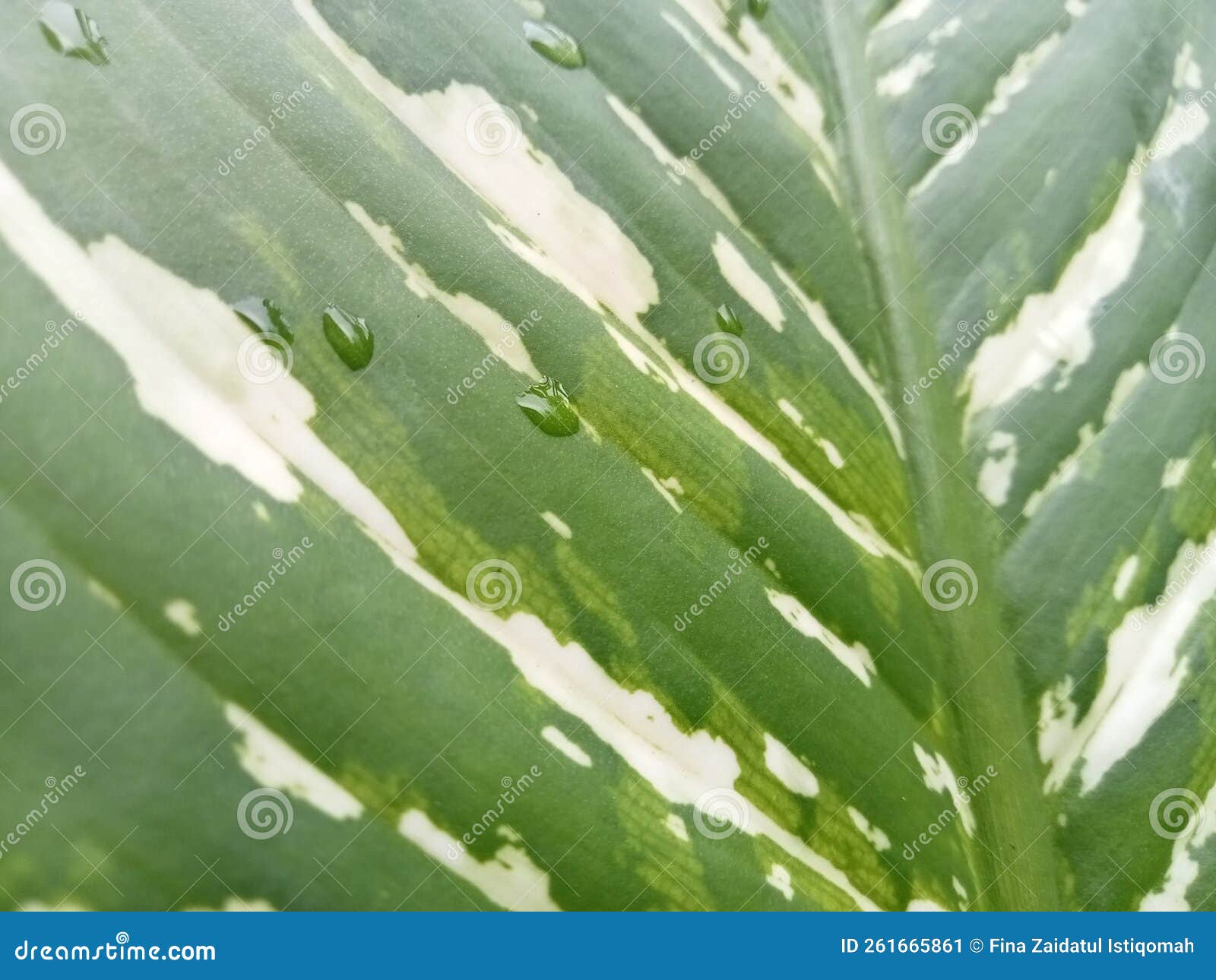 Beras Kutah is a Green and White Plant Stock Image - Image of cocor ...