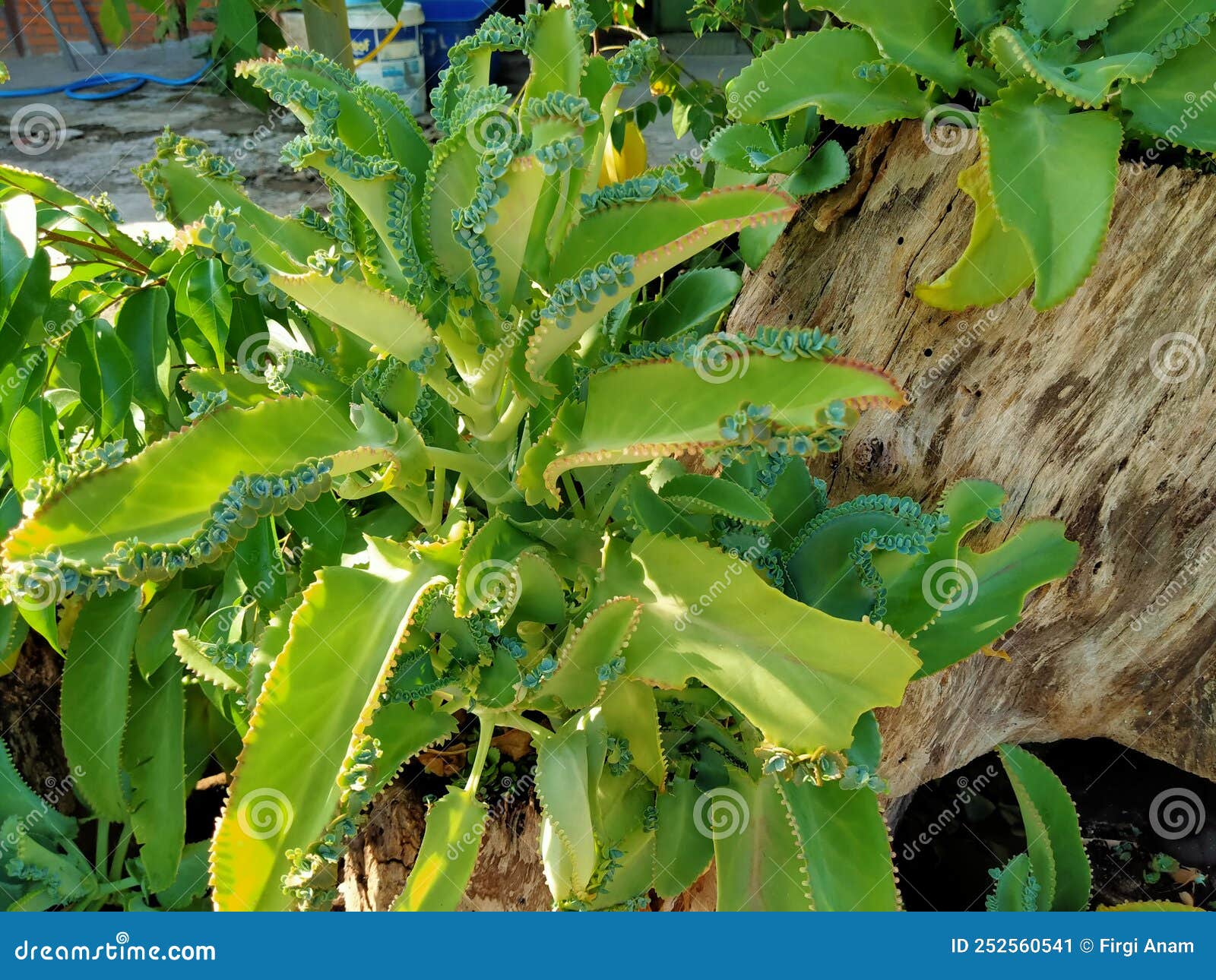 The Cocor Duck Plant Grows on the Roots of a Dead Tree. Stock Image ...