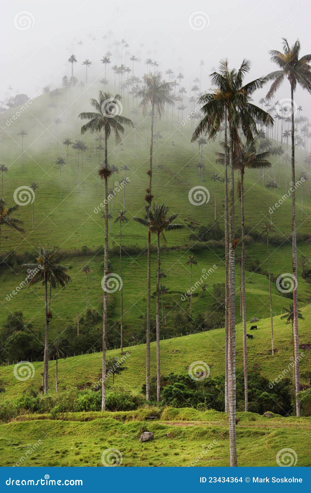 Cocora Valley stock photo. Image of cocora, palm, valley - 23434364