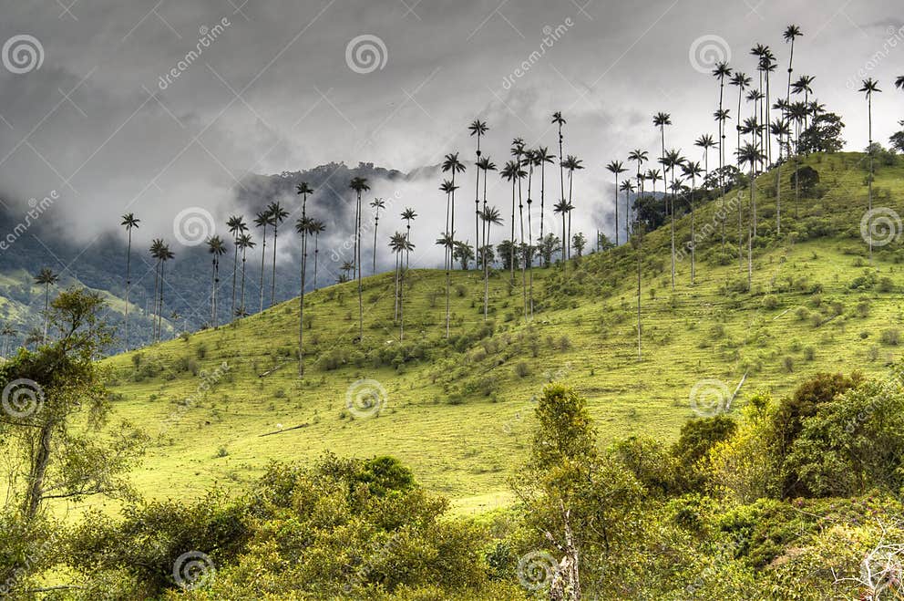 Cocora valley stock image. Image of nature, scenic, idyllic - 38022961