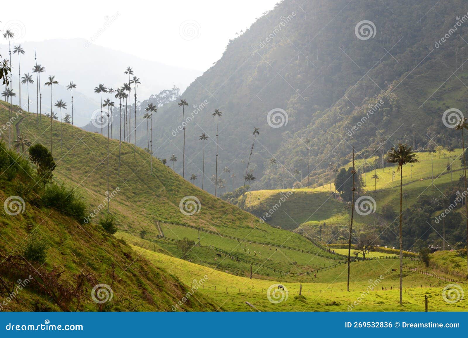 Cocora Valley. Los Nevados National Natural Park. Quindio. Colombia ... Cocora Valley. Los Nevados National Natural Park. Quindio. Colombia ...