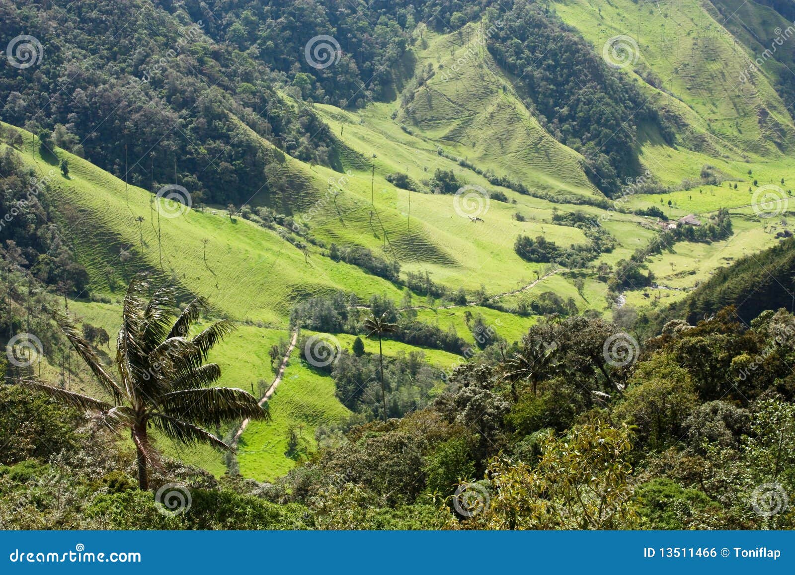 Cocora Valley, Natural Park of Colombia Stock Photo - Image of glow ...