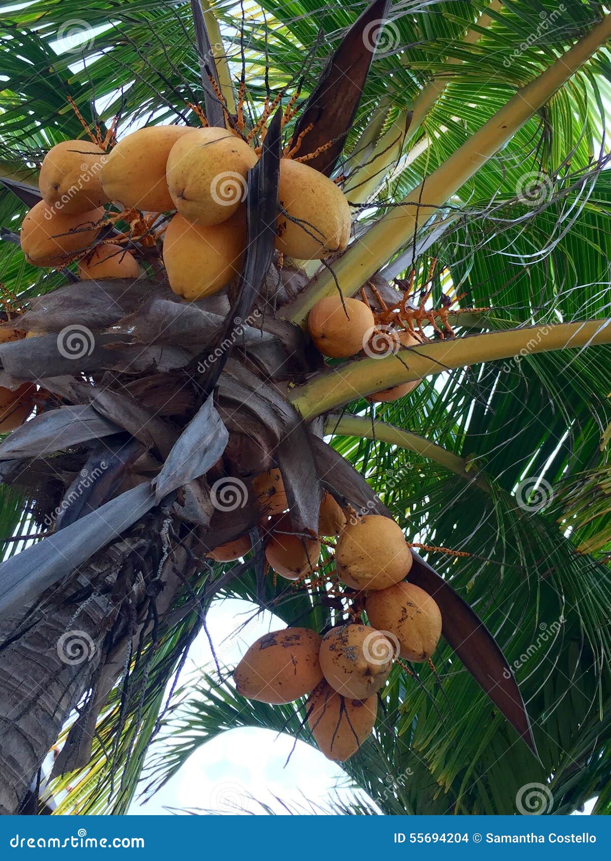 Cocos foto de archivo. Imagen de coma, coco, playa, listo - 55694204