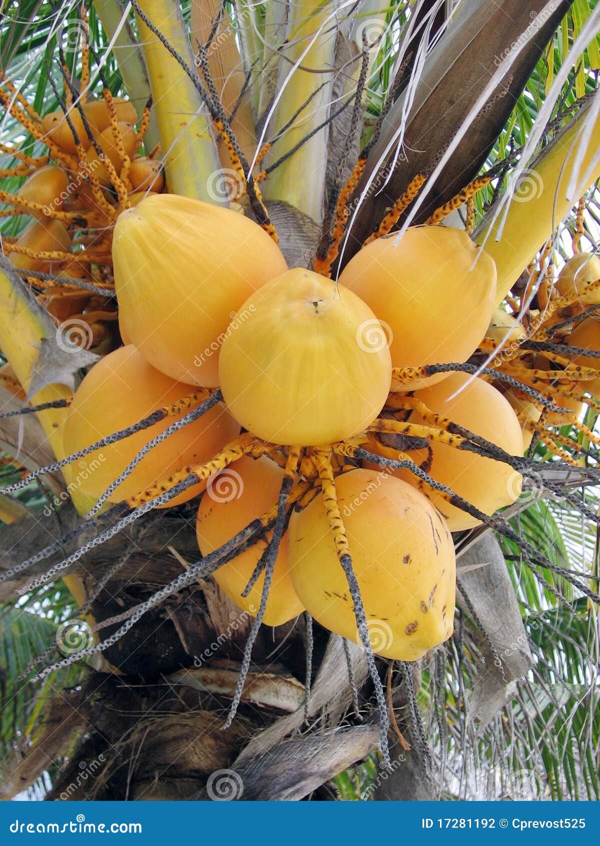 Cocos amarillos foto de archivo. Imagen de corte, ingrediente - 17281192