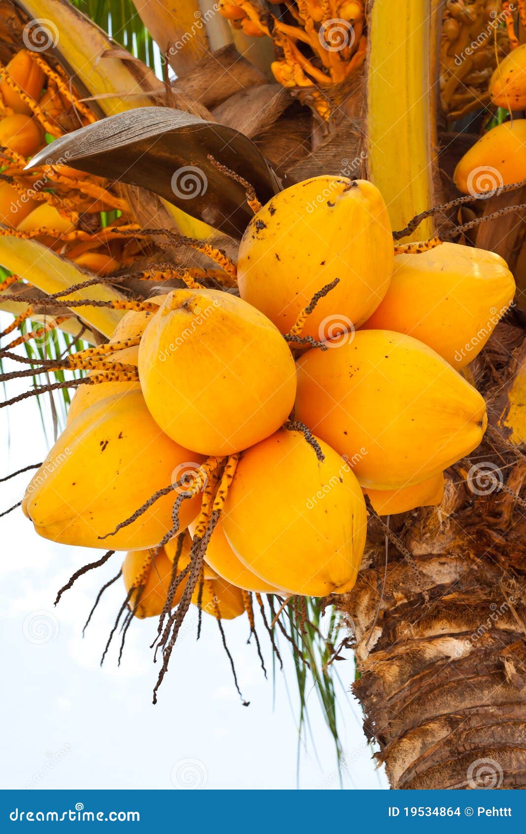Cocos amarillos foto de archivo. Imagen de duro, coma - 19534864