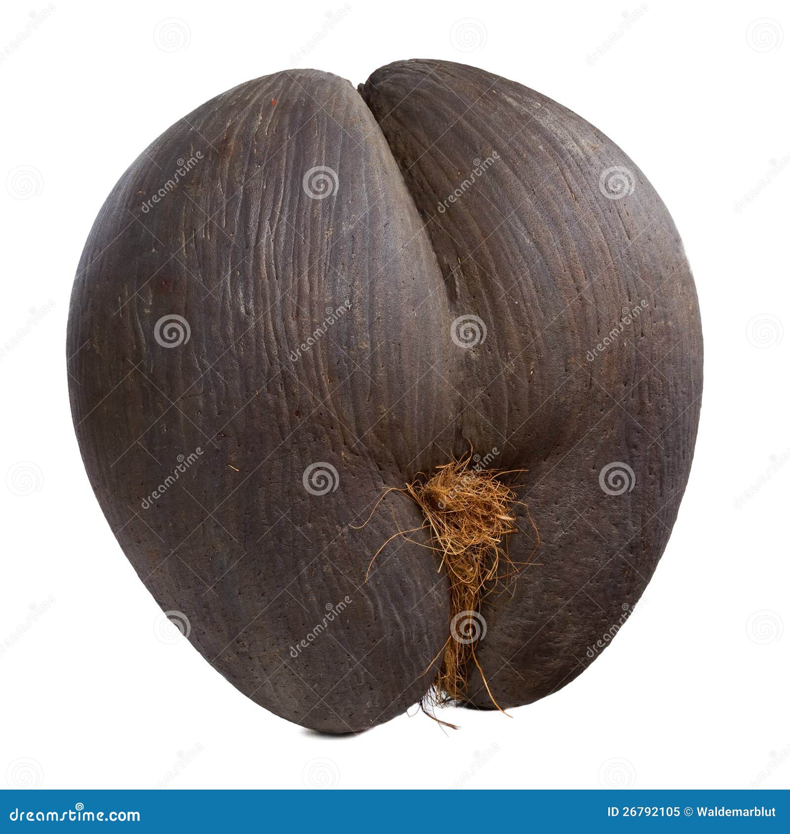 Cocos de mer imagem de stock. Imagem de porca, poderoso - 26792105