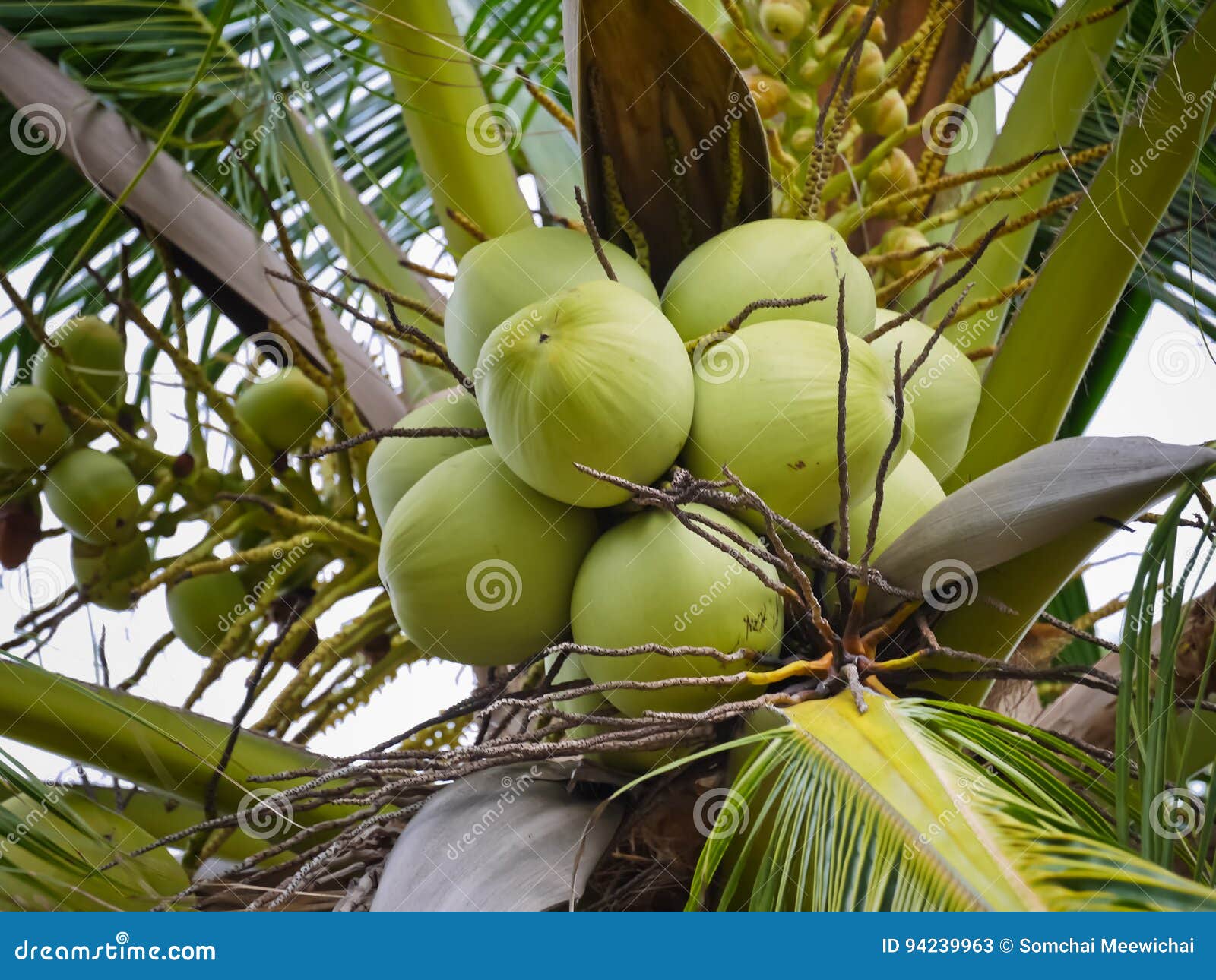 Cocos Nucifera Linn or Coconut with Close Up View Stock Image - Image ...