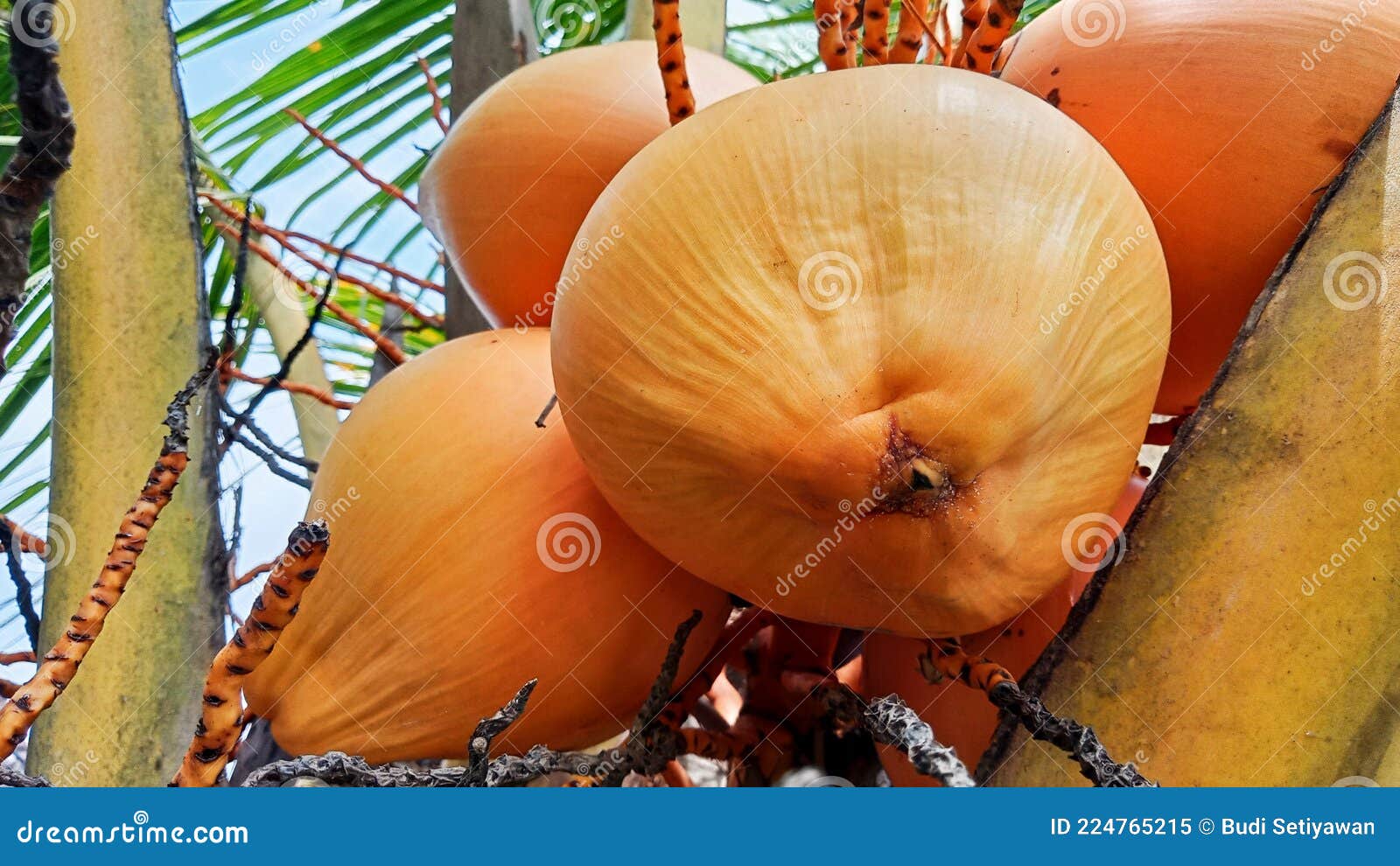 Cocos Nucifera Yellow Coconut Stock Image - Image of yellow, coconut ...