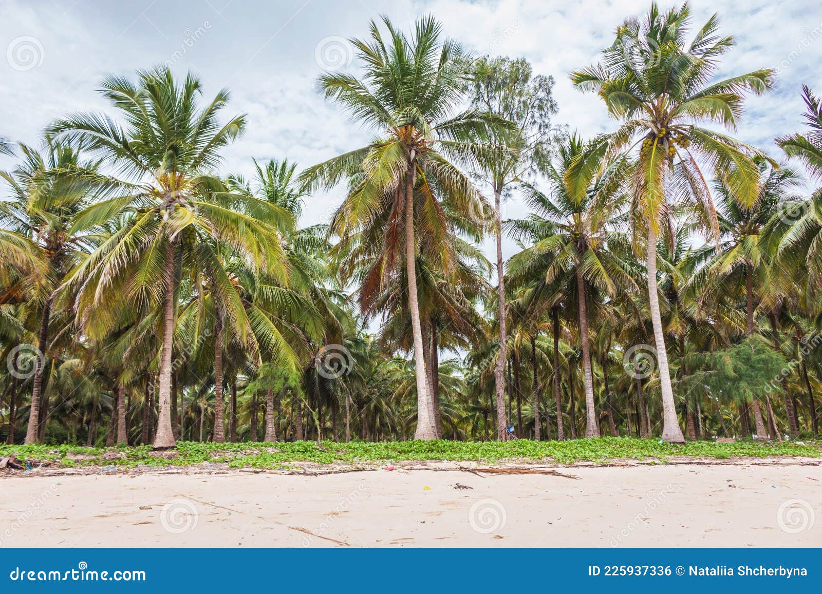 Cocoteros En Una Playa Tropical De Arena Blanca. Palmeras a Orillas Del ... Cocoteros En Una Playa Tropical De Arena Blanca. Palmeras a Orillas Del ...