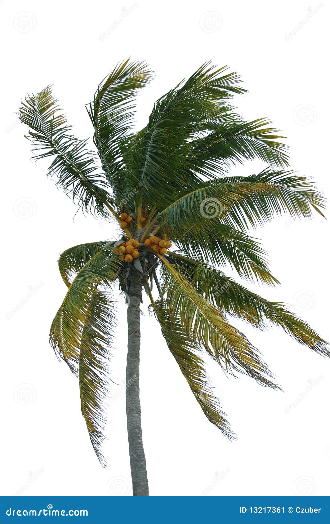 Cocotier image stock. Image du lames, jaune, doux, vent - 13217361