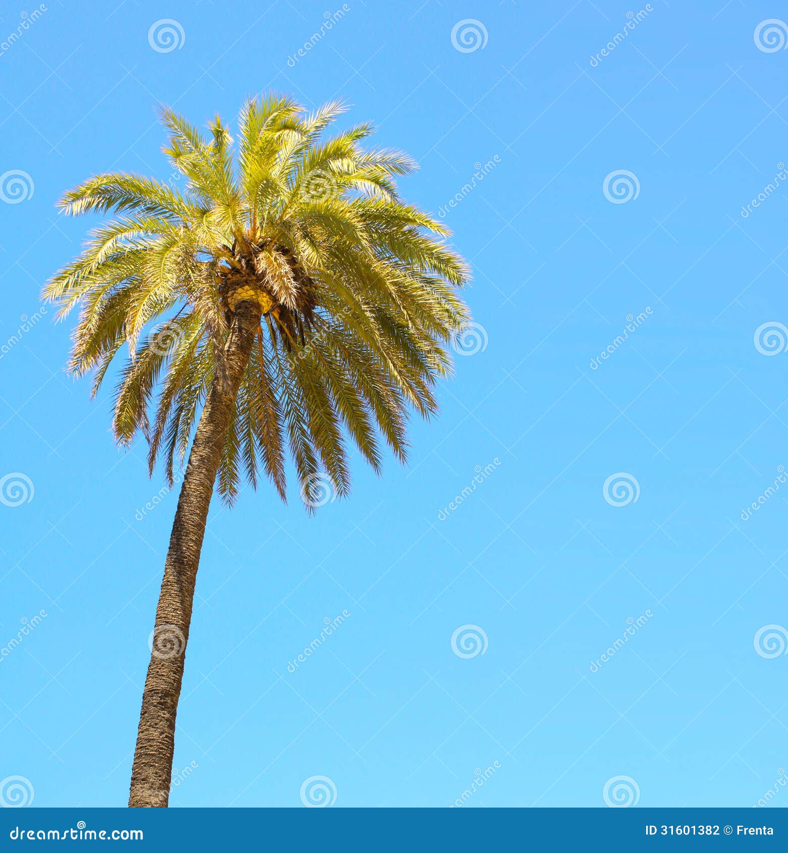 Cocotier photo stock. Image du tropical, extérieur, simple - 31601382