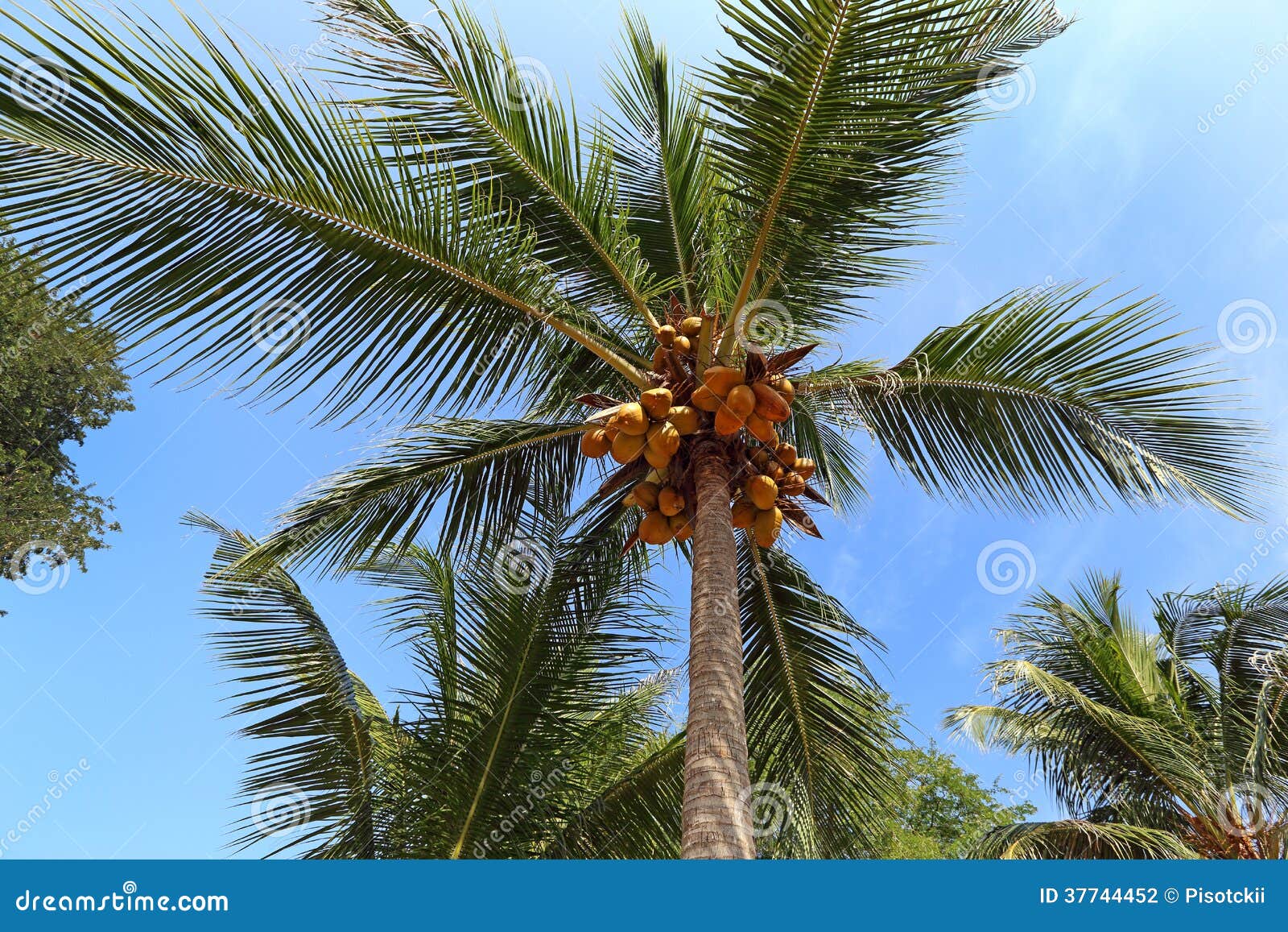 Cocotier photo stock. Image of arbre, caraïbes, paume - 37744452