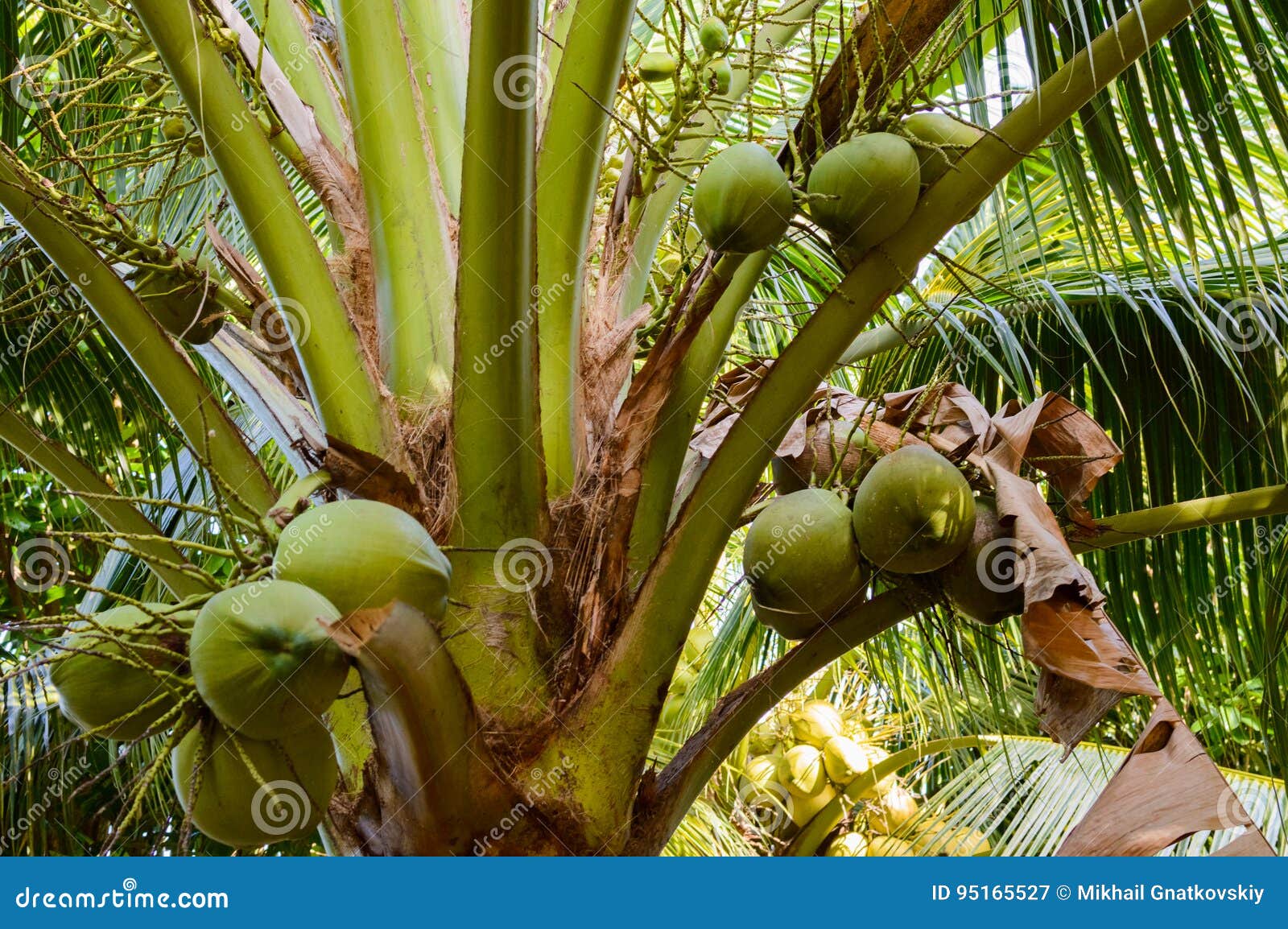 Cocotier avec des fruits image stock. Image du fond, fruits - 95165527