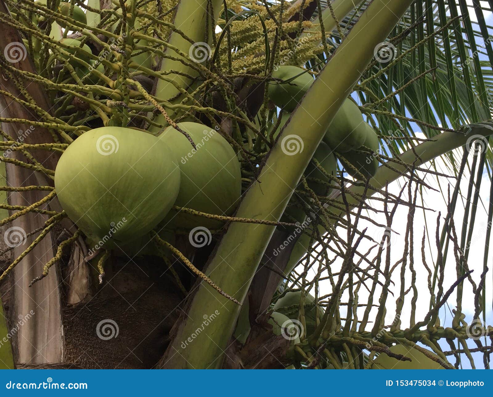 Cocotier photo stock. Image du arbre, zoom, coconut - 153475034