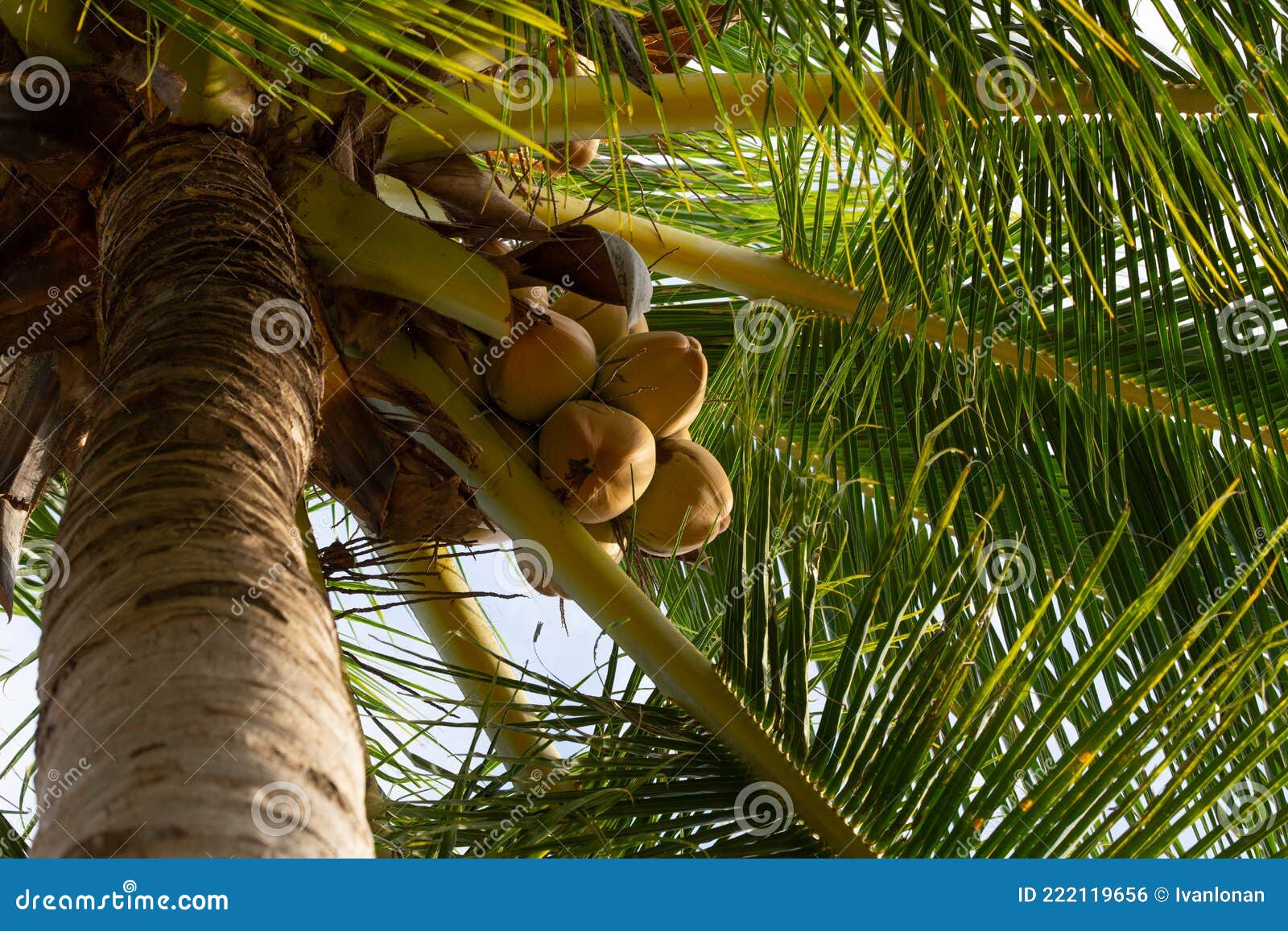 Cocotier et ses fruits photo stock. Image du feuillage - 222119656