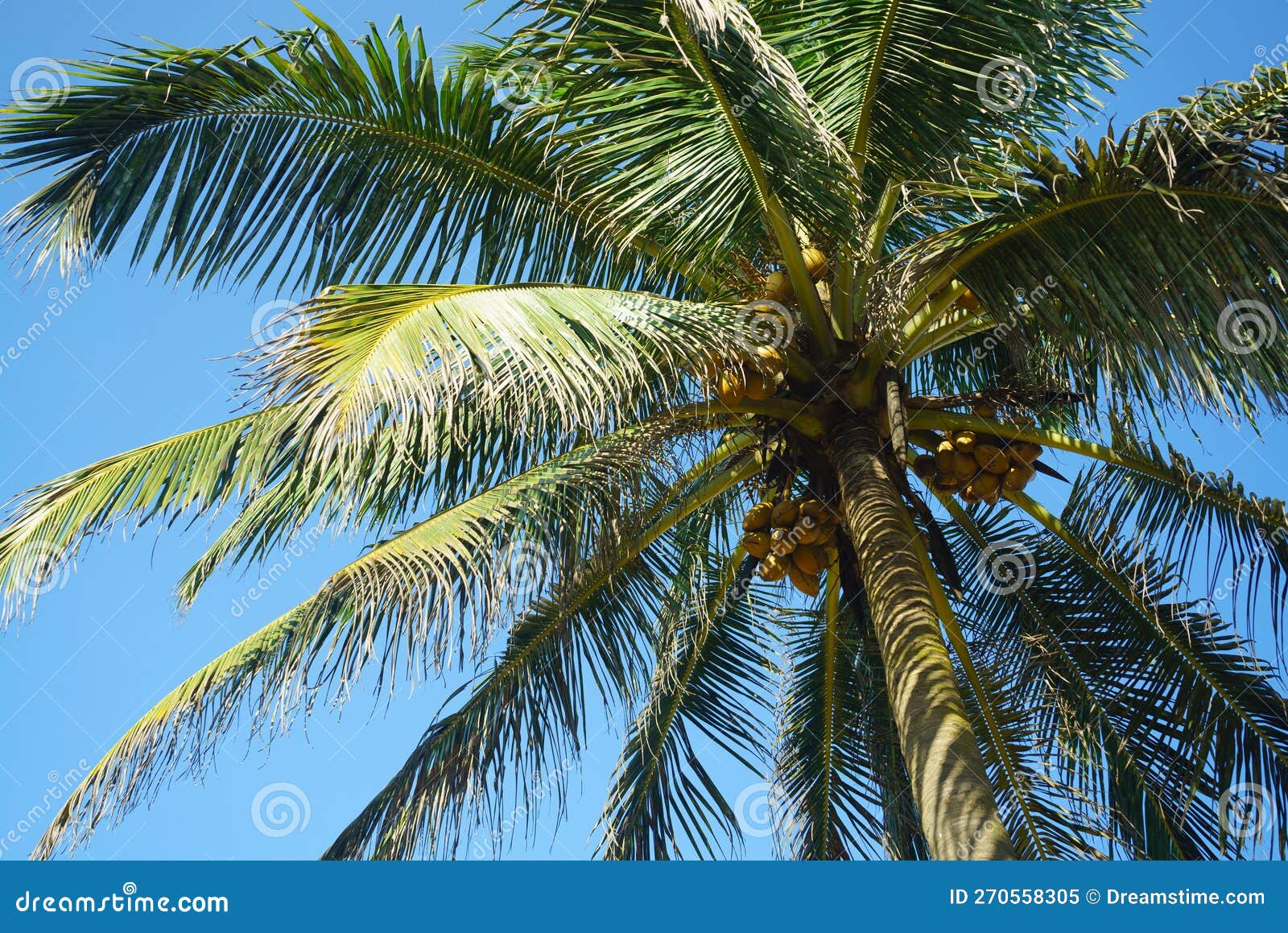 Cocotier Palmier Avec Noix De Coco Closeup Image stock - Image du ...