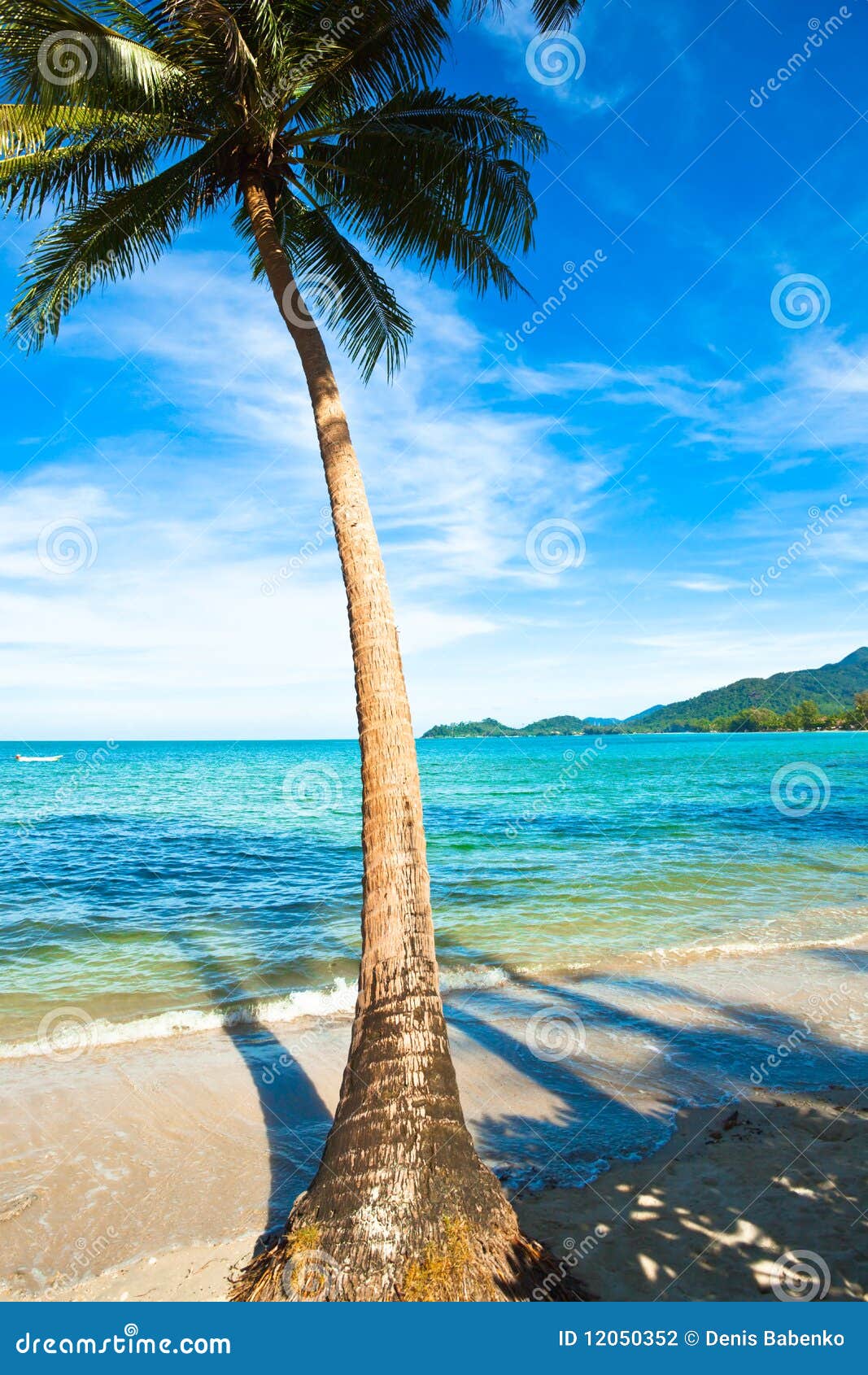 Cocotier Sur La Plage De Sable Dans Le Tropique Photo stock - Image du ...