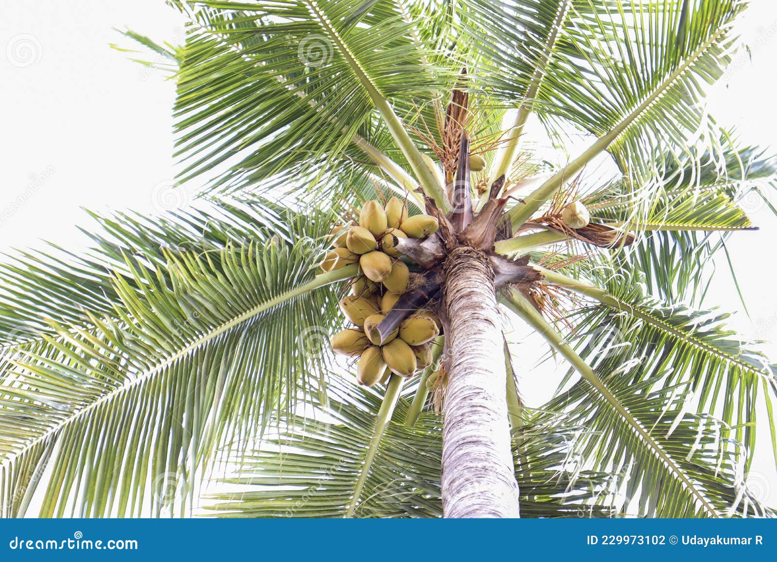 Coconut Palm Tree Bottom View it is Beautiful Natural Stock Photo ...