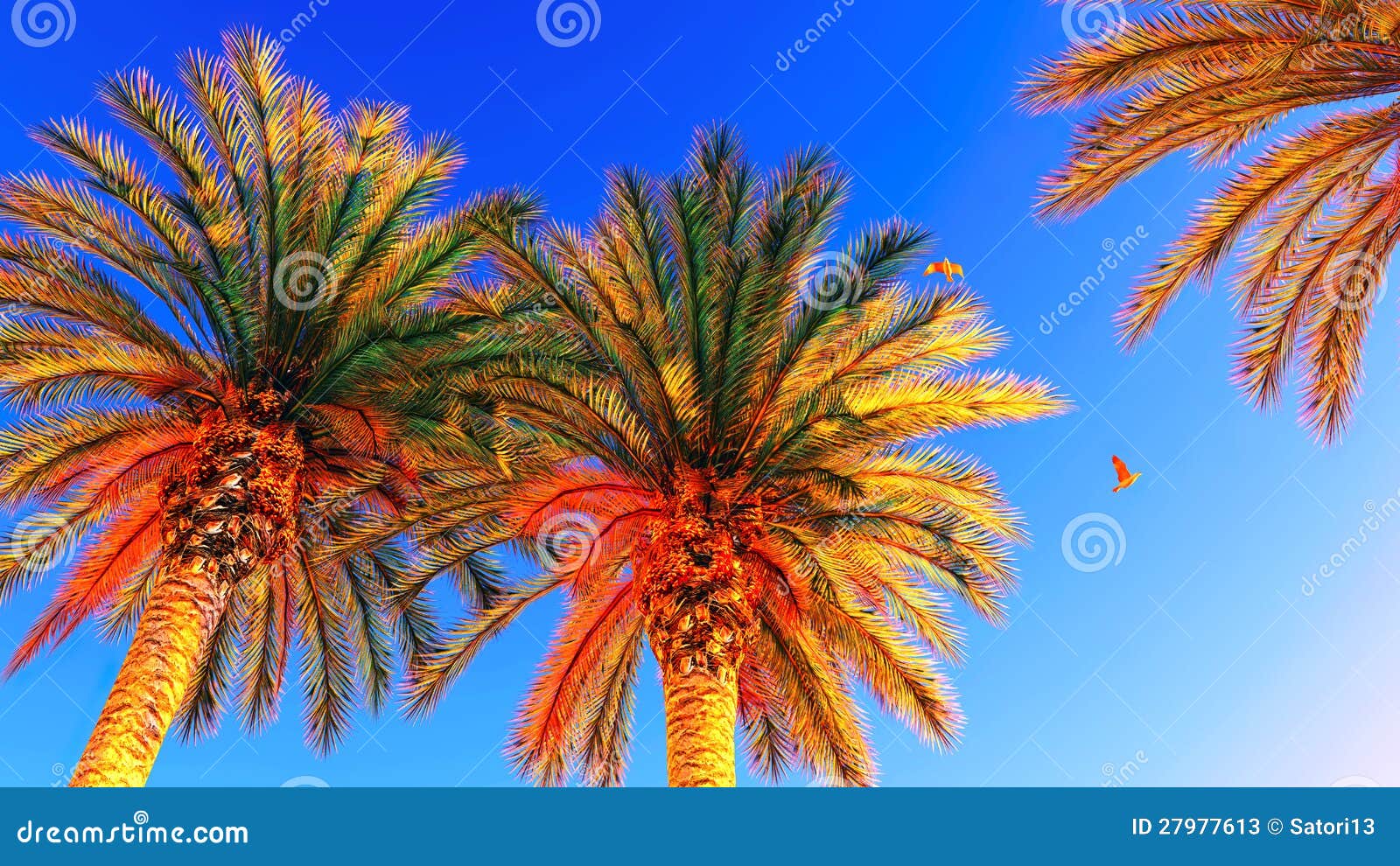 Cocunut tree stock image. Image of bunch, coconut, palm - 27977613