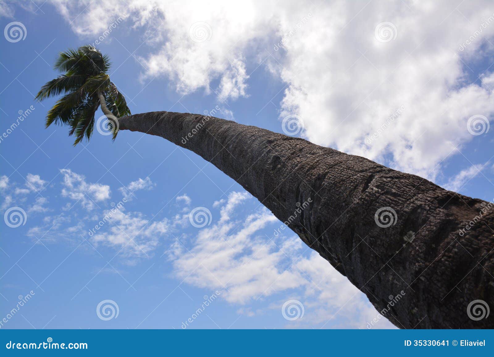 Cocunut tree stock image. Image of tree, fiji, high, palm - 35330641