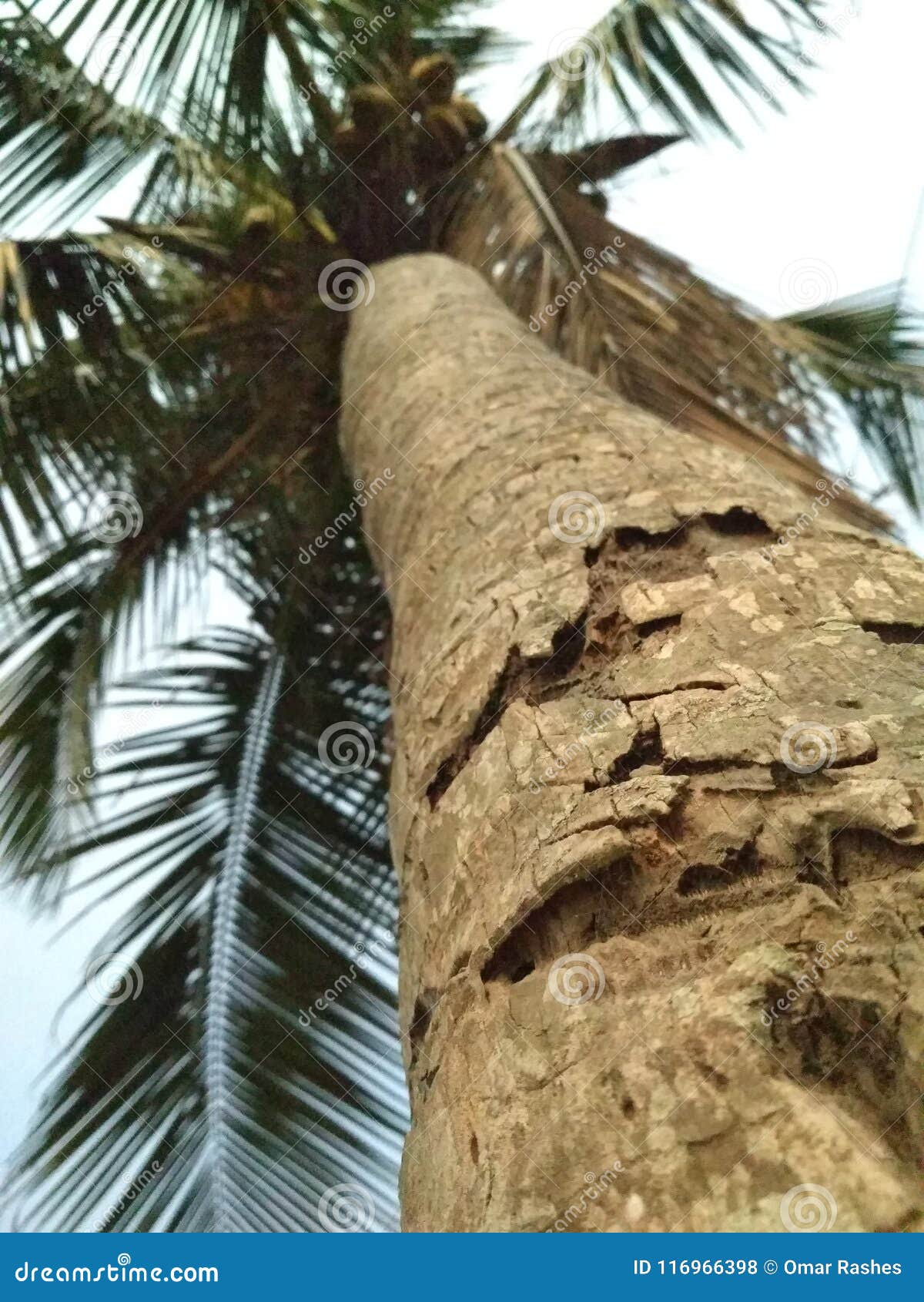 A Cocunut Tree stock photo. Image of awesome, climbing - 116966398