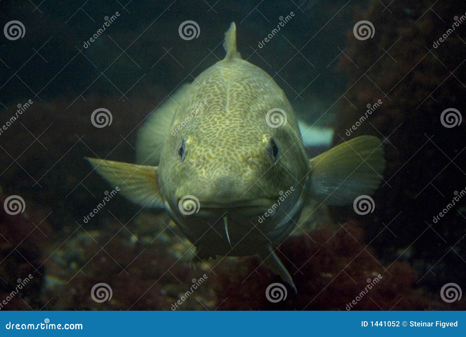 Cod stock photo. Image of marine, norway, snorkel, ocean - 1441052