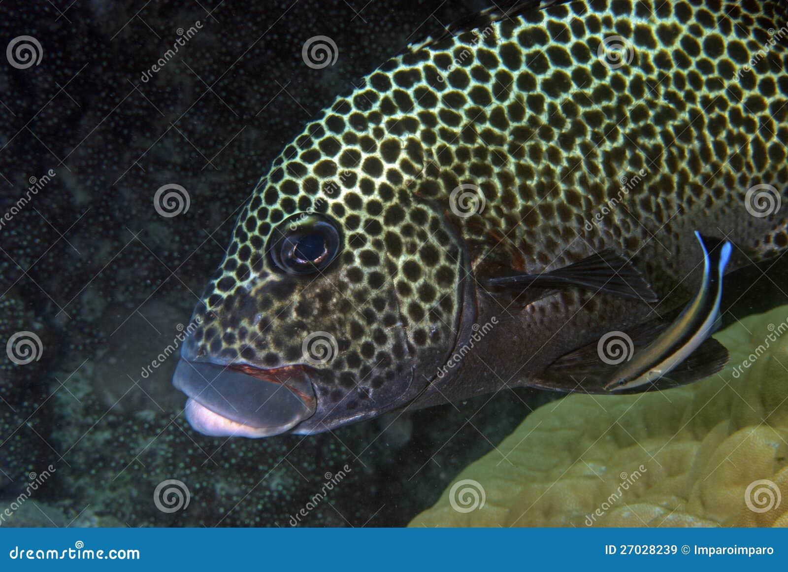 Cod stock image. Image of tentacles, fish, colors, great - 27028239