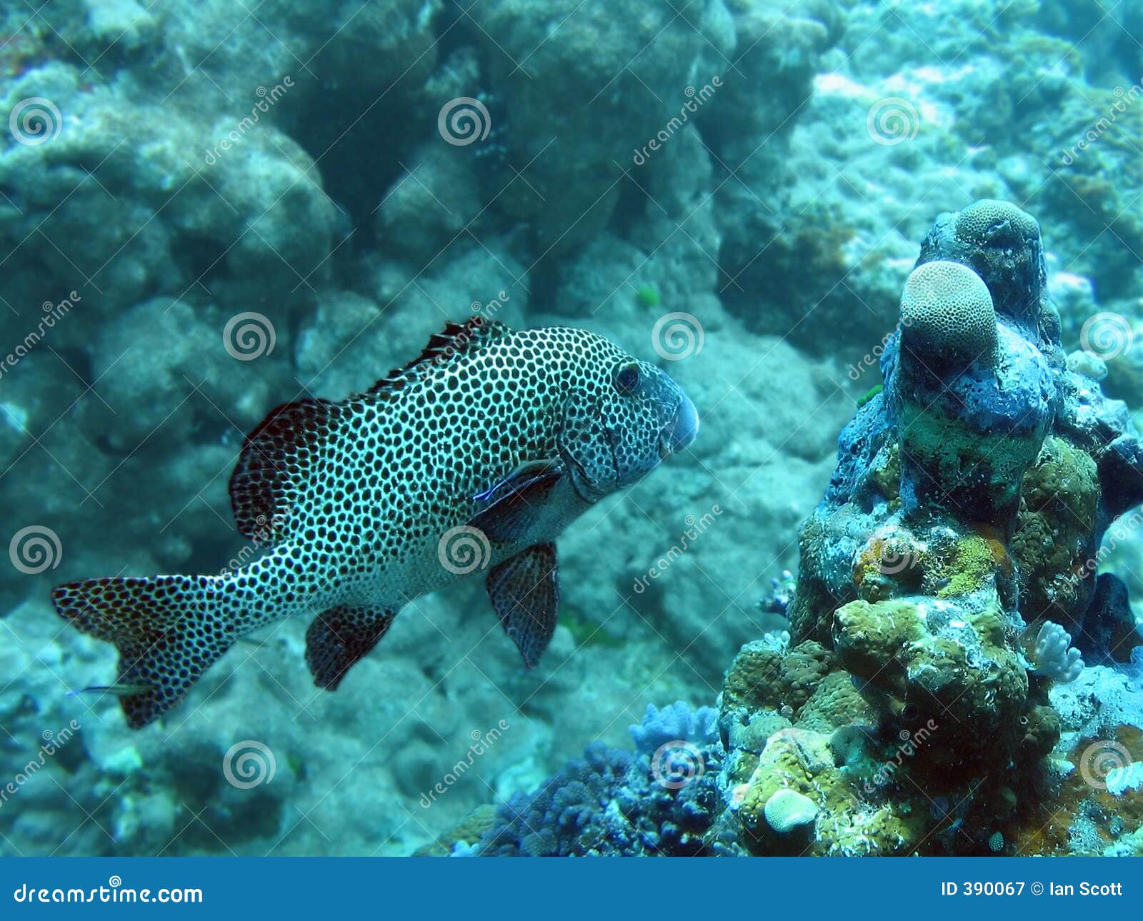 Cod stock image. Image of snorkel, marine, queensland, tropical - 390067