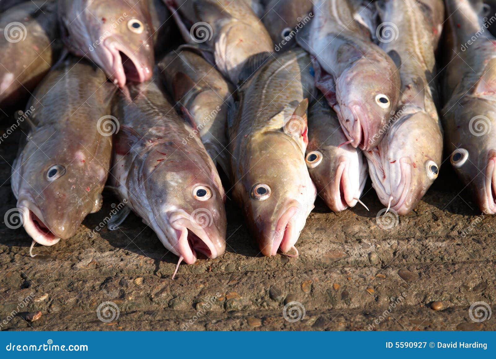 Cod stock image. Image of fishing, caught, eyes, sustainable - 5590927