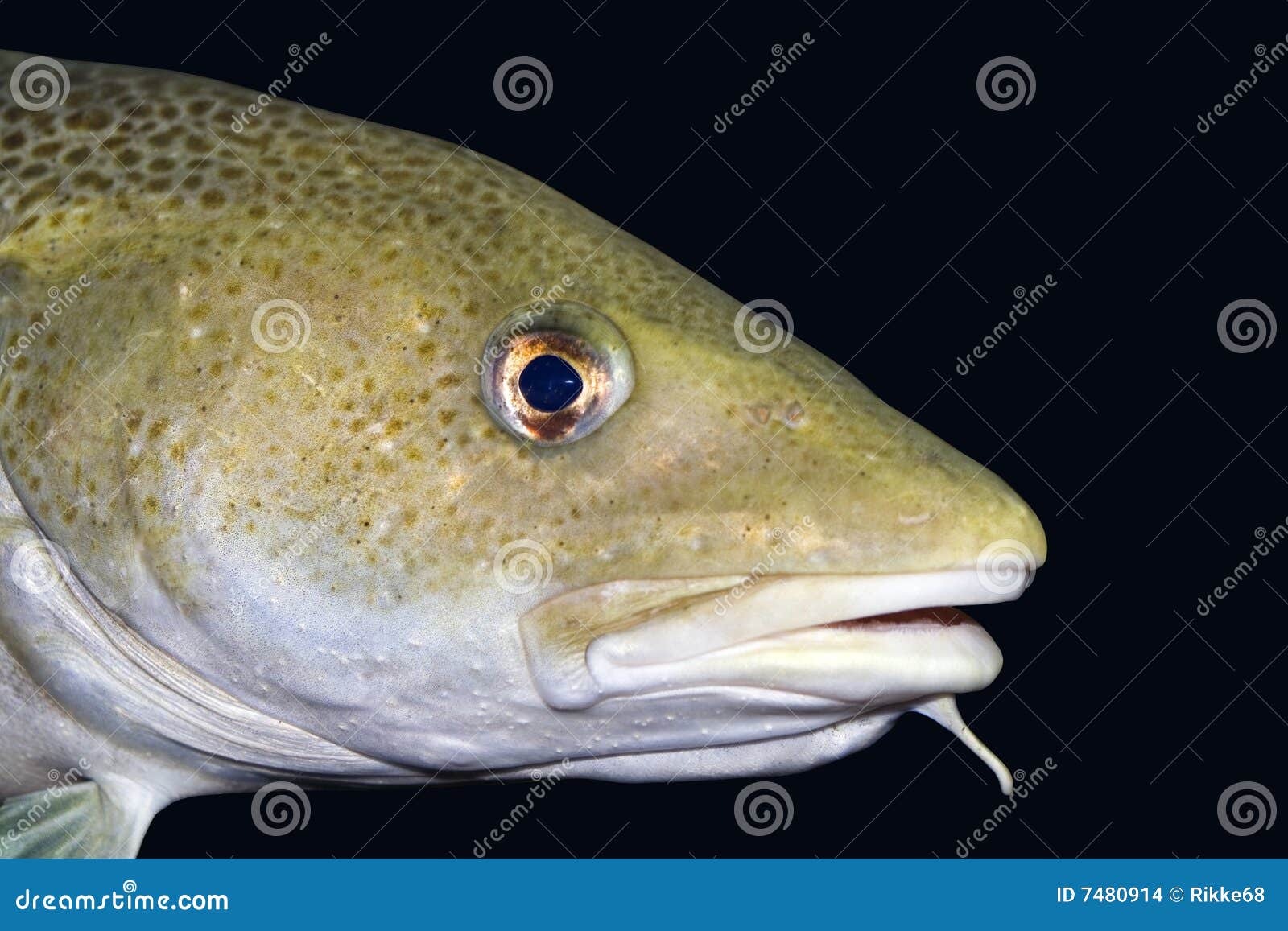 Cod stock photo. Image of catch, animal, underwater, seafood - 7480914