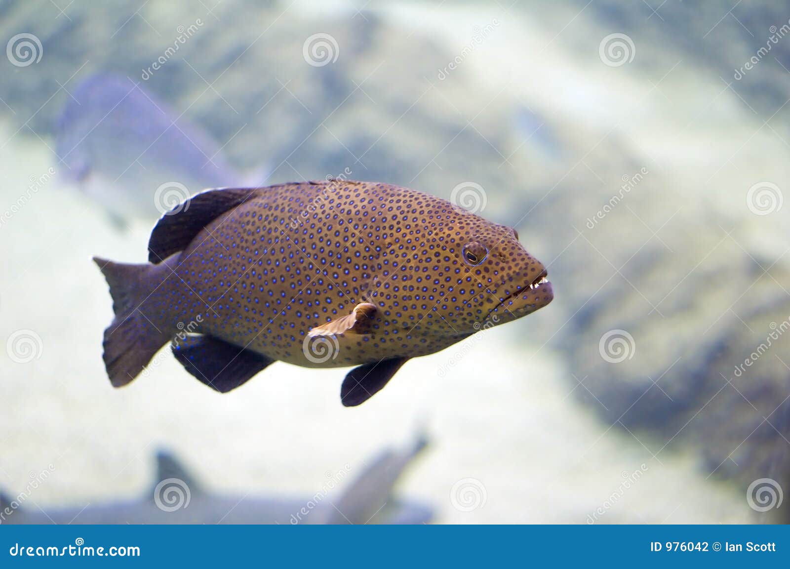Cod stock photo. Image of peacock, sponge, fish, marine - 976042