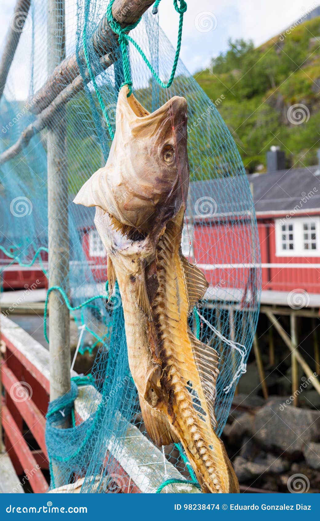 Cod drier in Norway stock photo. Image of norway, fishhook - 98238474