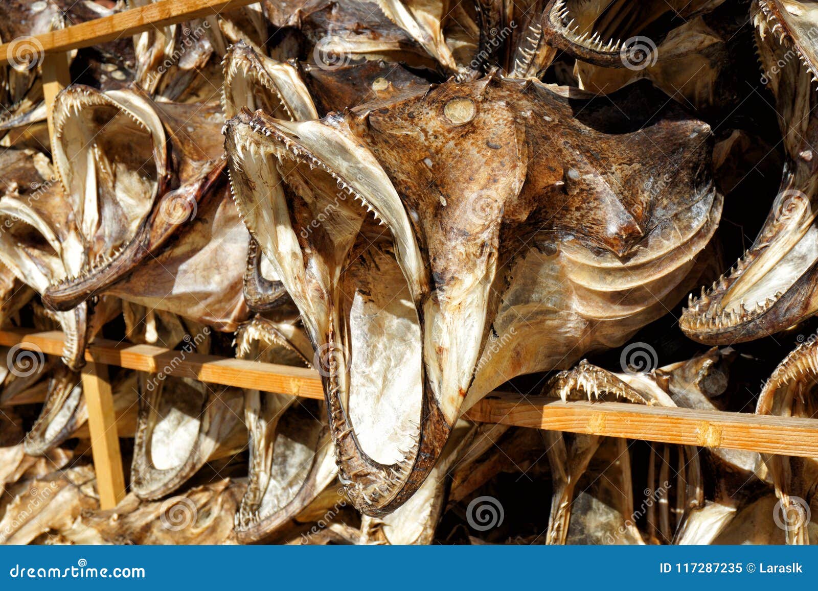 Cod drying in Norway stock image. Image of atlantic - 117287235