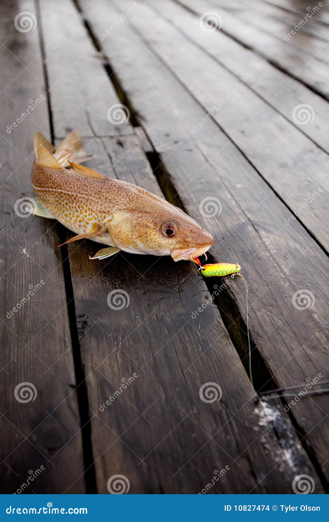 Cod Fish stock photo. Image of animal, salt, ocean, fishing - 10827474