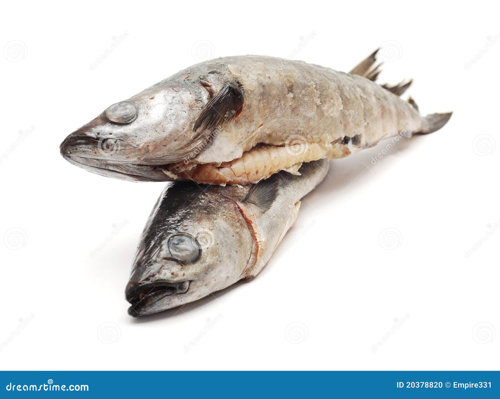 Cod fish stock photo. Image of codfish, fishing, fish - 20378820