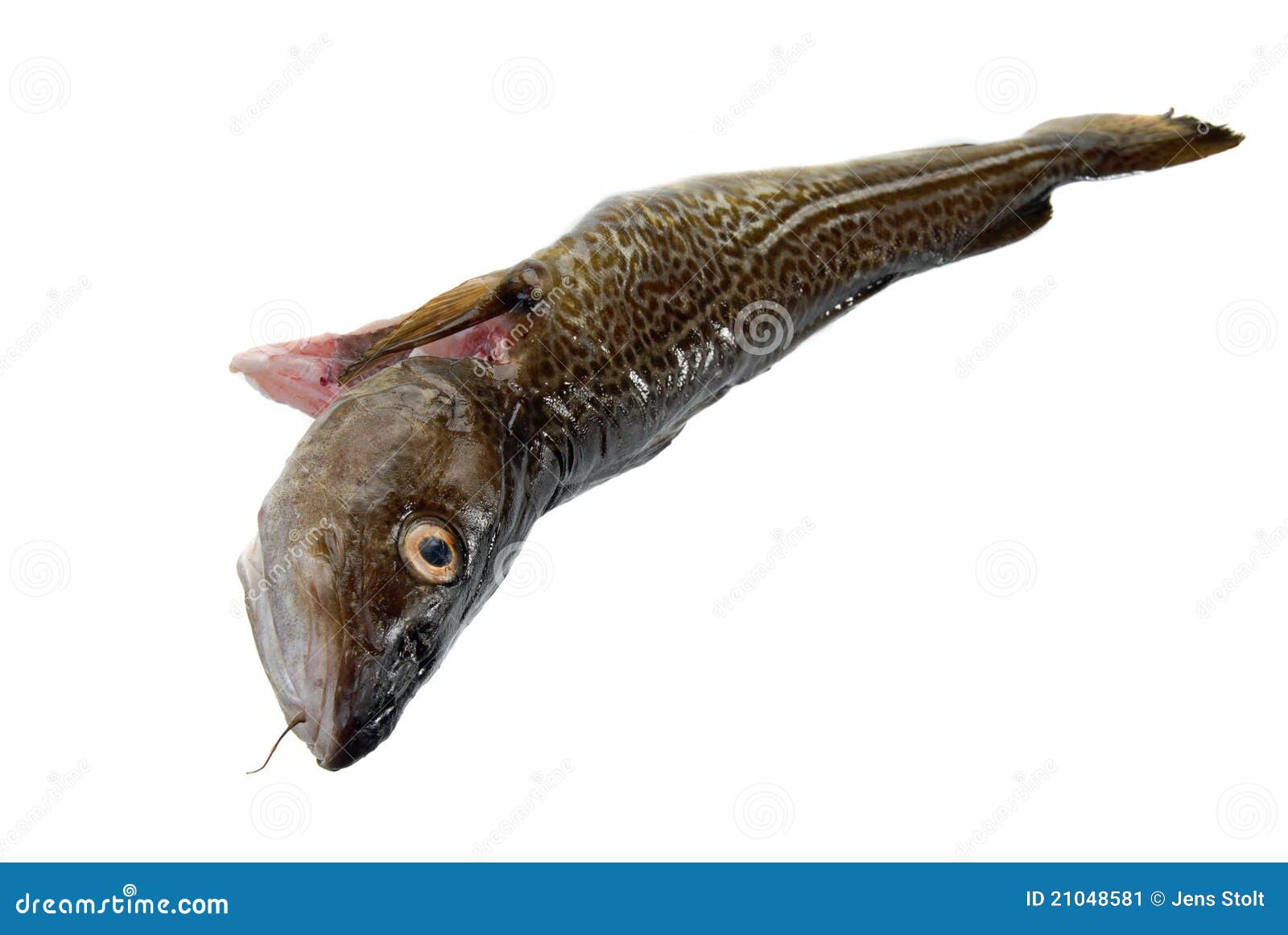 Cod fish stock image. Image of dead, gray, bait, white - 21048581
