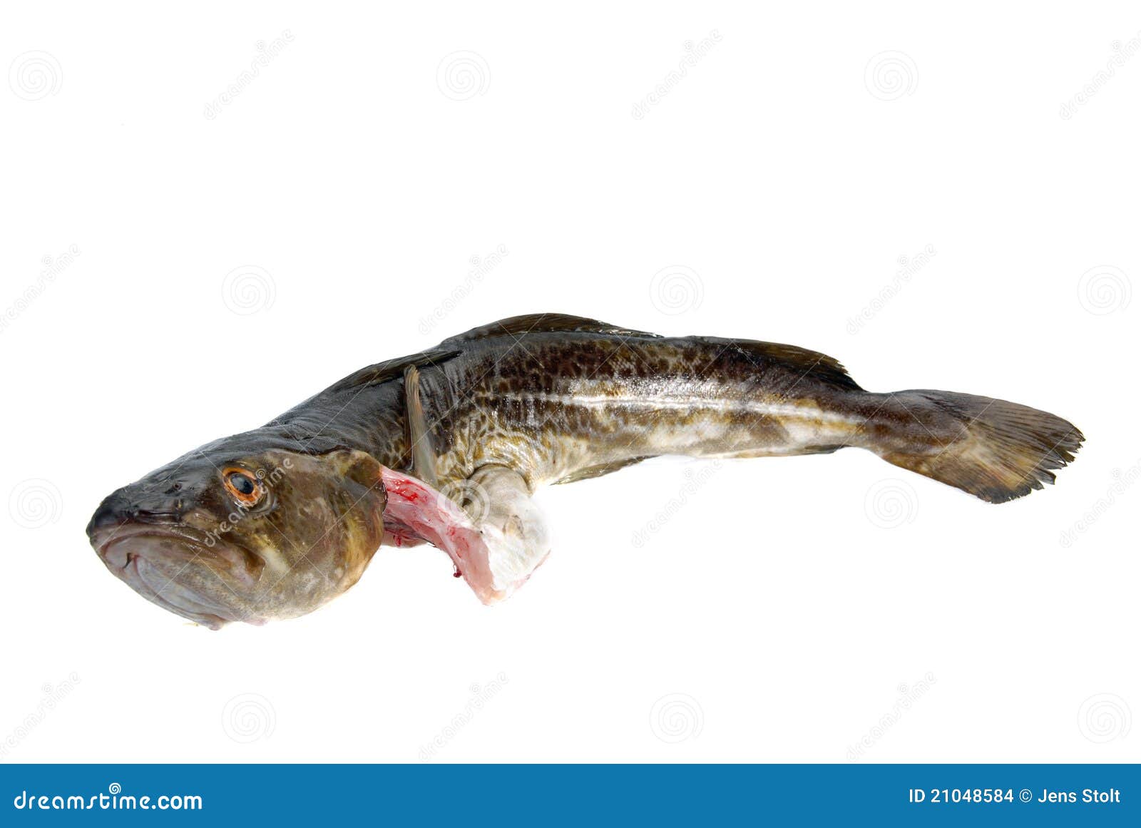 Cod fish stock photo. Image of denmark, ling, seafood - 21048584