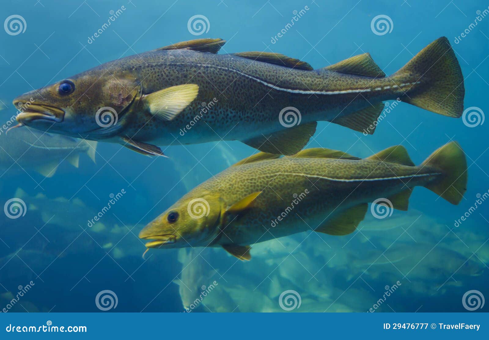 Cod fish stock image. Image of meat, oceanarium, middle - 29476777
