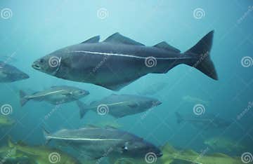 Cod fish in aquarium stock image. Image of meat, nature - 29717627