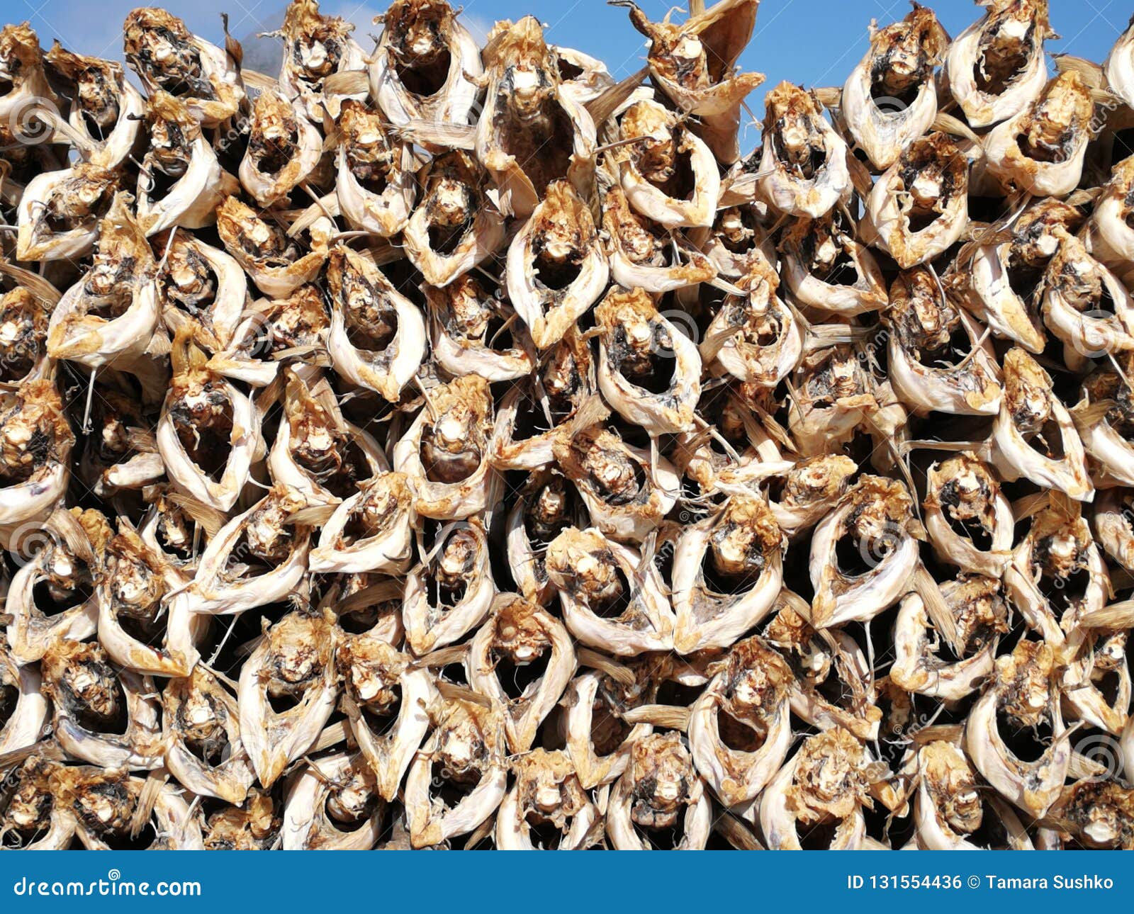 Cod fish background stock photo. Image of nature, arctic - 131554436