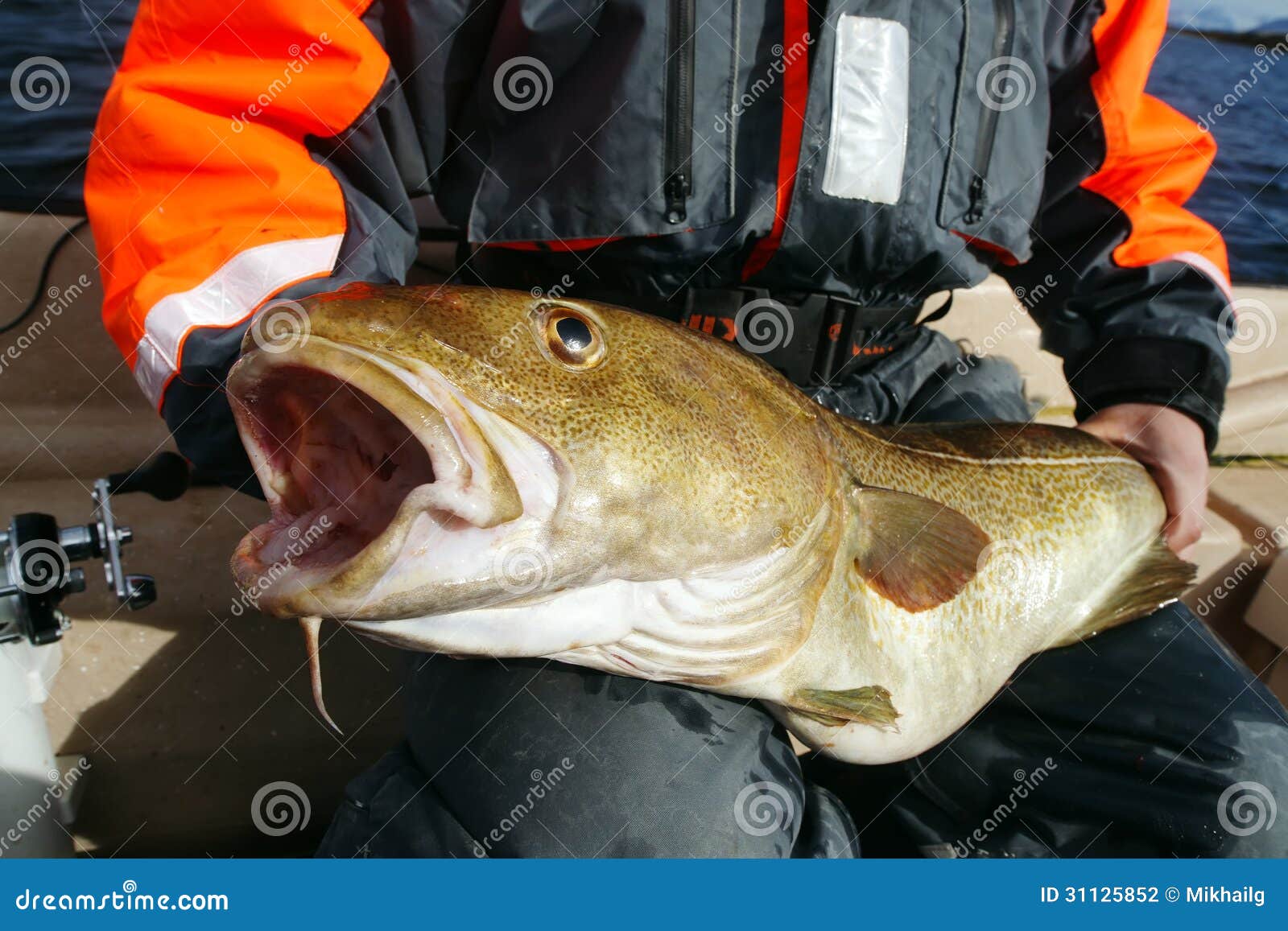 Cod fish stock photo. Image of fresh, boat, angling, industry - 31125852