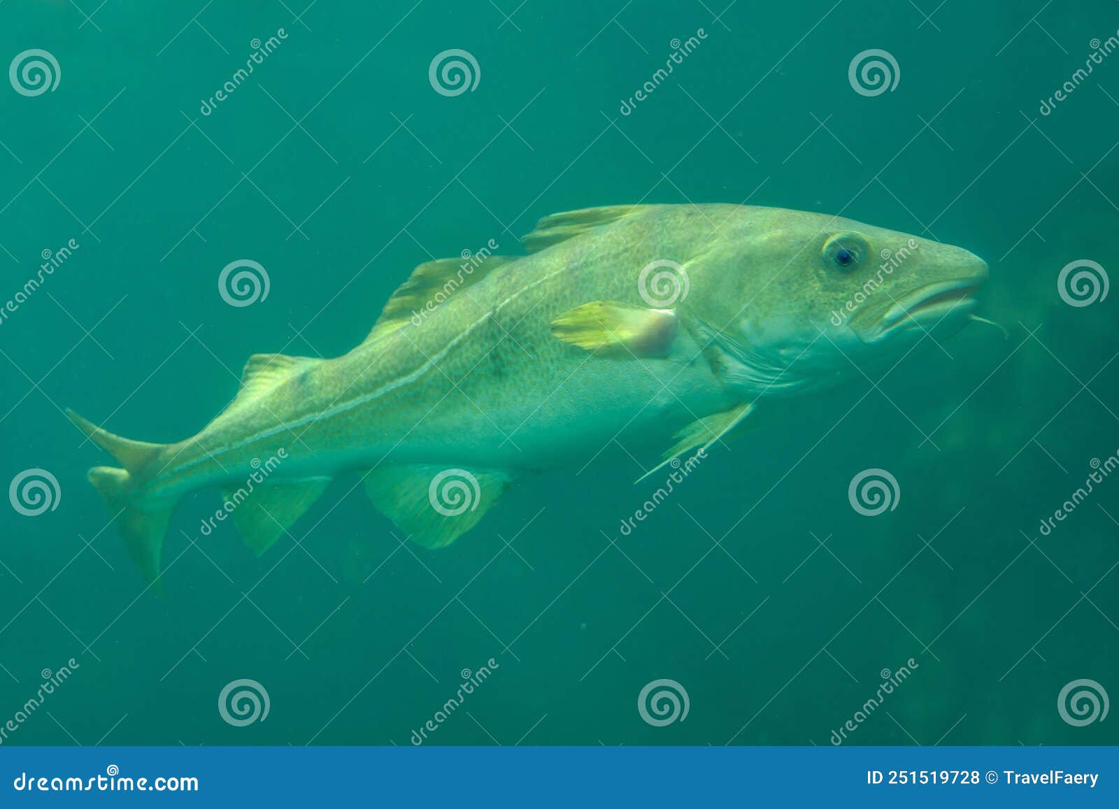 Cod Fish Floating in Aquarium Under Water Stock Photo - Image of ...
