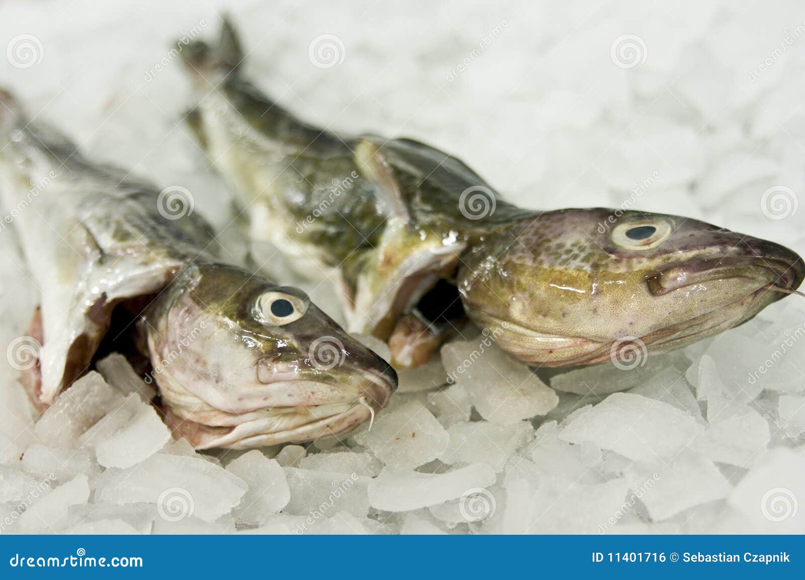 Cod fish food stock photo. Image of seafood, food, sell - 11401716