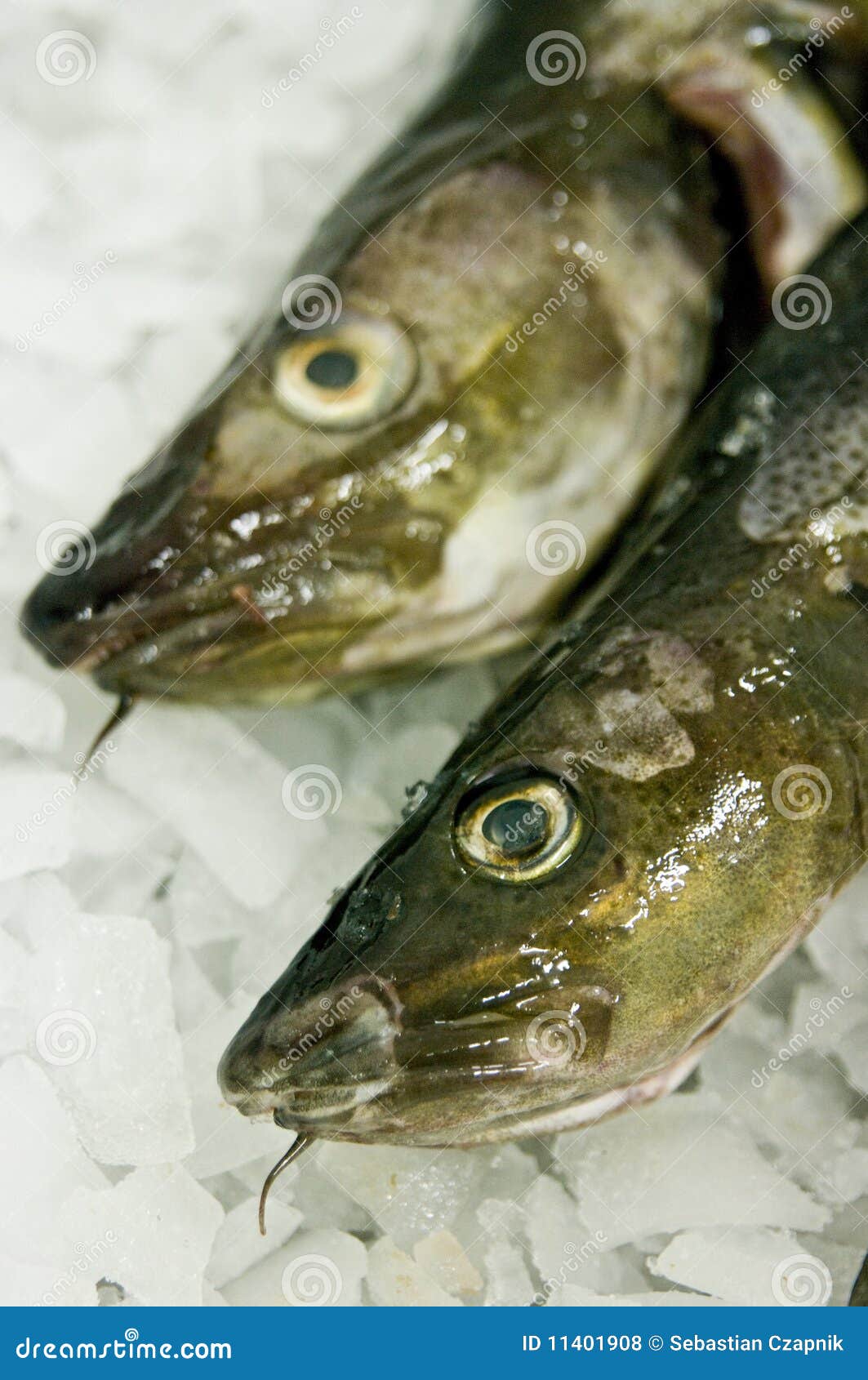 Cod fish food stock photo. Image of organic, fishes, offer - 11401908