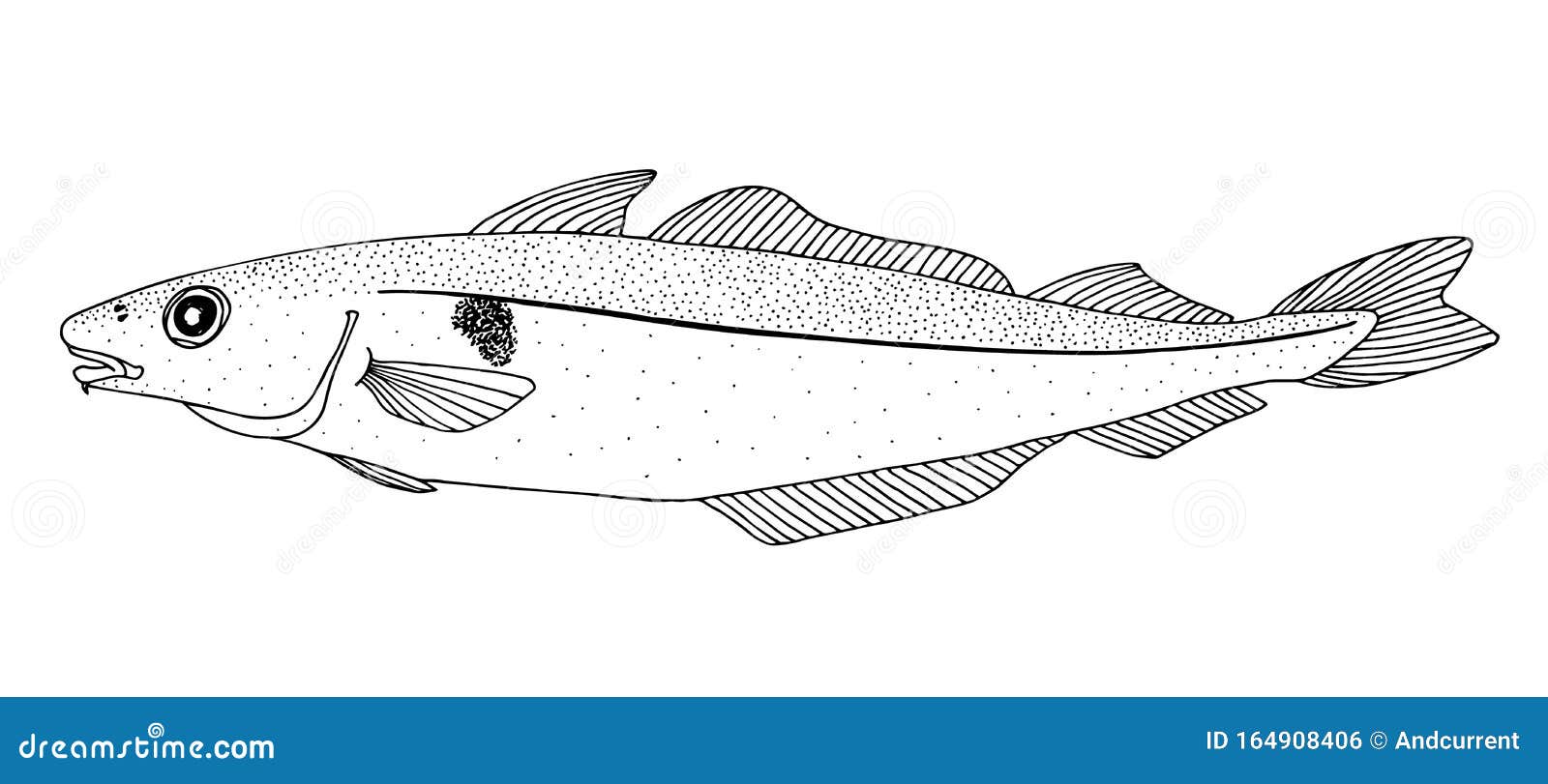Cod Fish Haddock. Hand Drawn Realistic Illustration. Stock Vector ...